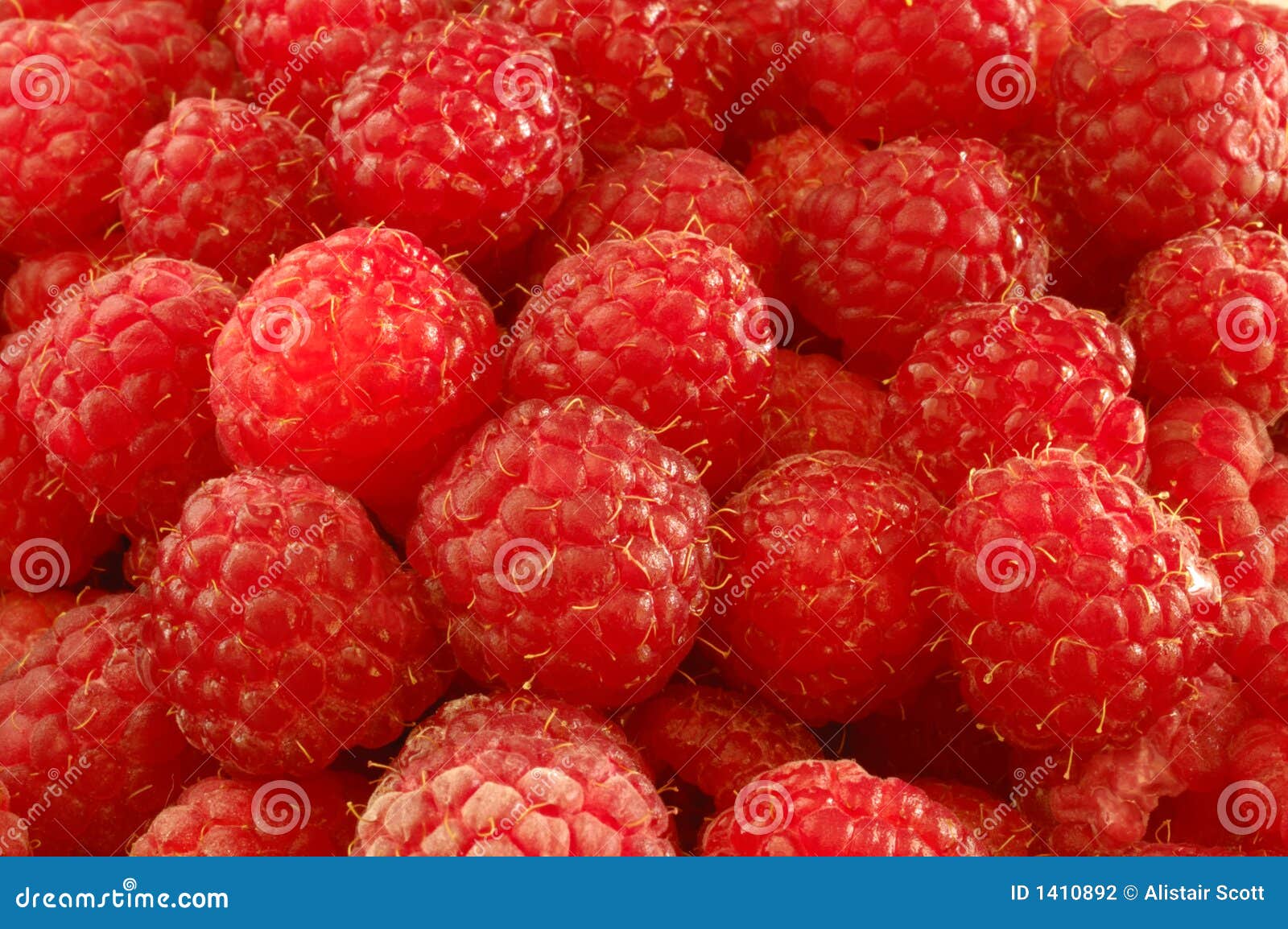 Ripe raspberries stock photo. Image of plant, orientation - 1410892