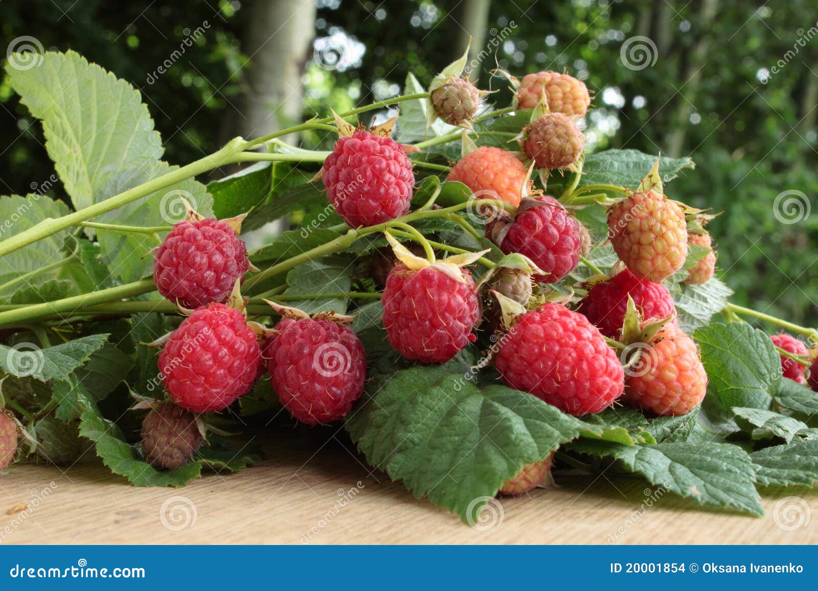 Ripe raspberries stock photo. Image of appetizing, vitamin - 20001854