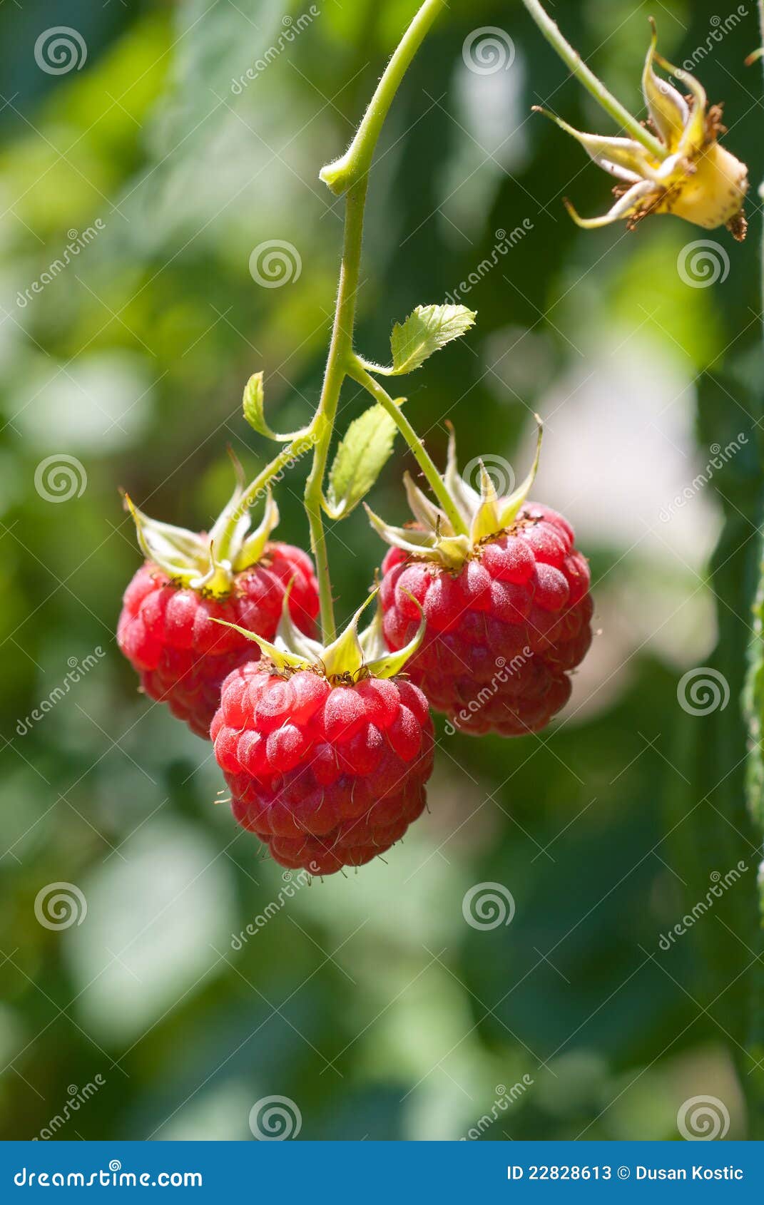 Ripe raspberries stock image. Image of raspberrycane - 22828613