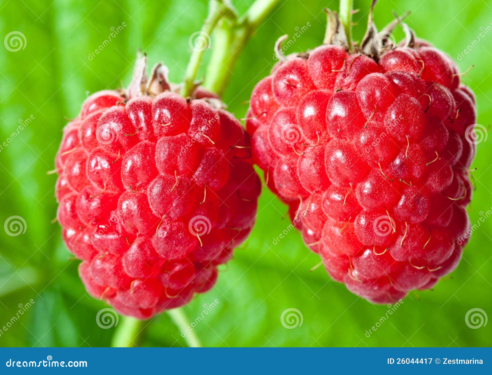 Ripe raspberries stock image. Image of tasty, raspberry - 26044417