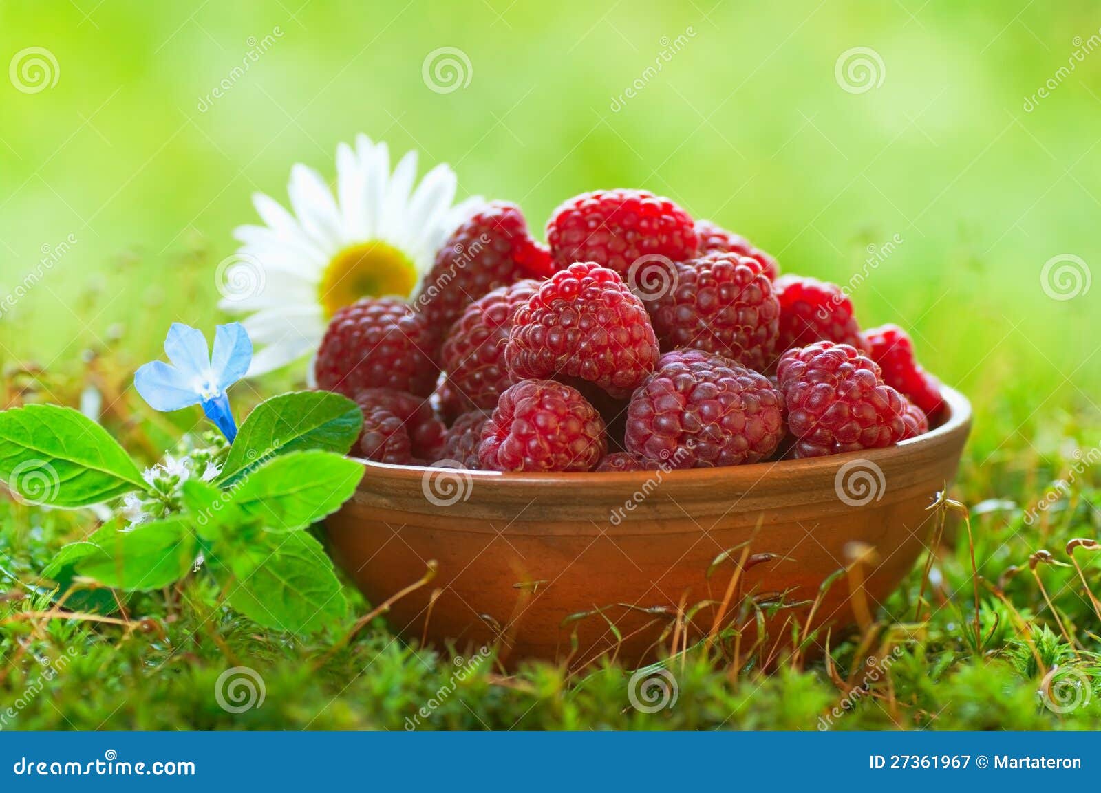 Ripe raspberries stock image. Image of clay, fruit, camomile - 27361967