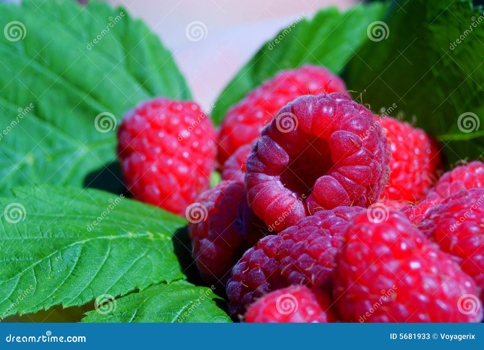 Ripe raspberries stock image. Image of food, natural, light - 5681933