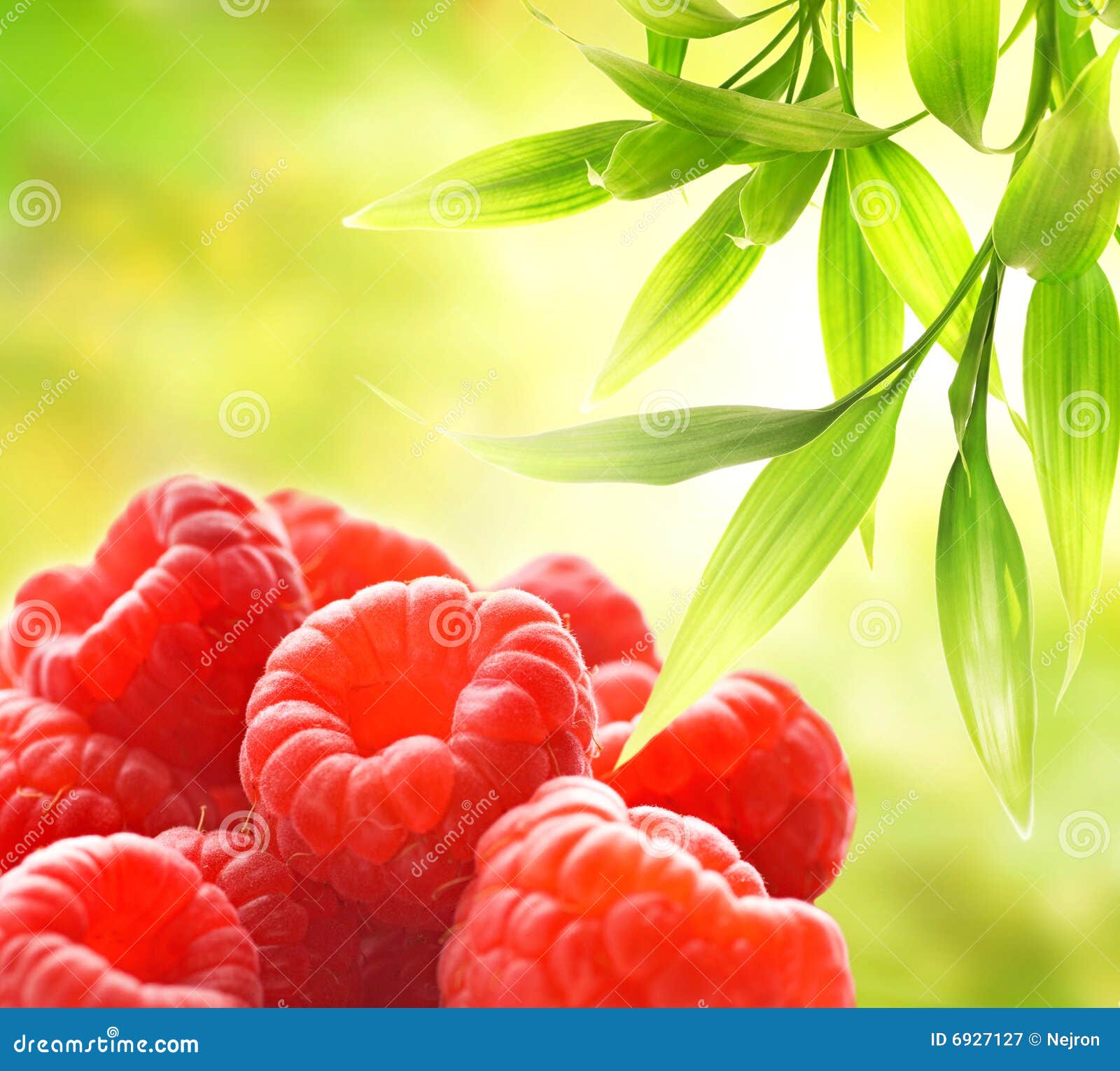 Ripe raspberries stock image. Image of design, juicy, green - 6927127