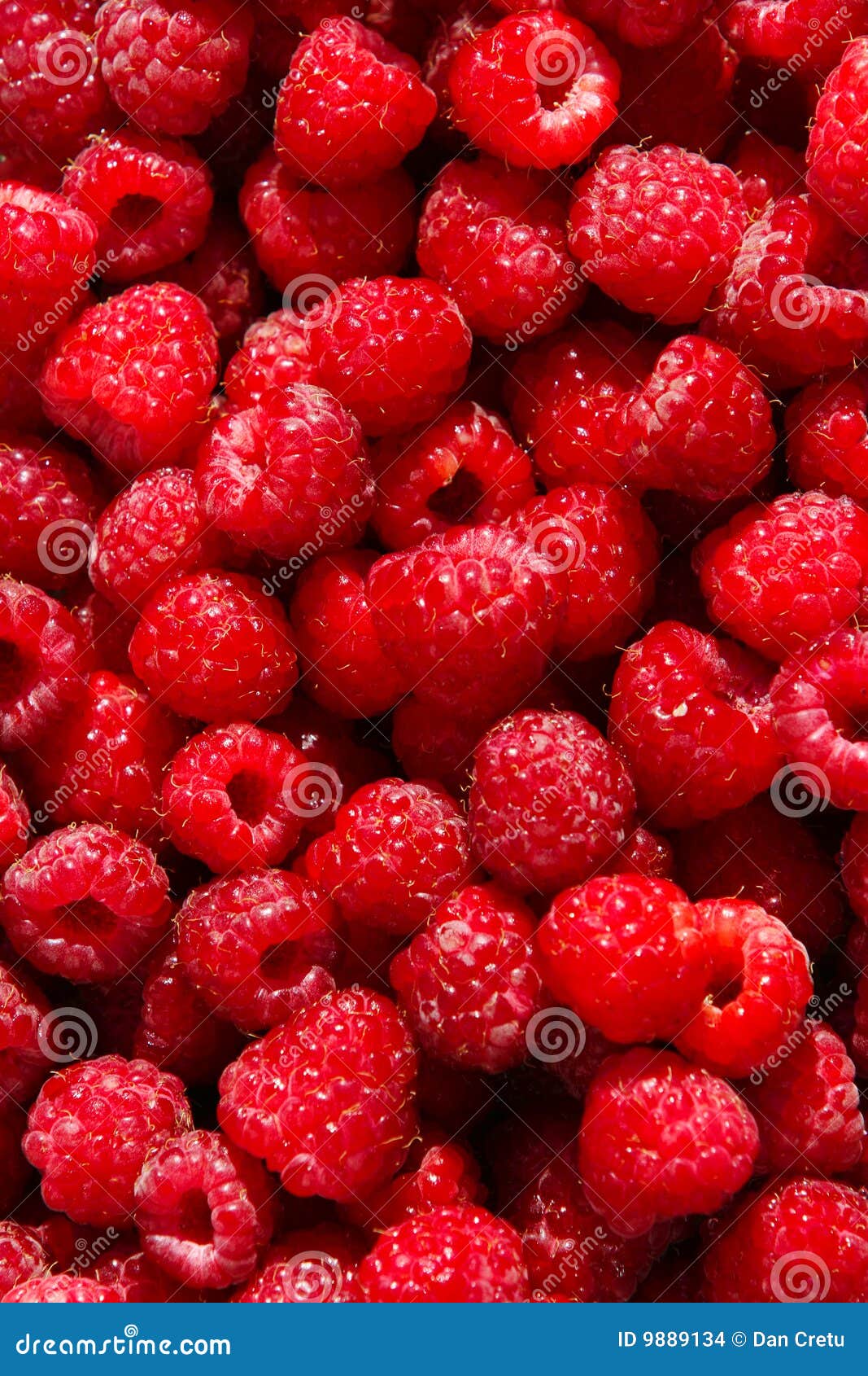 Ripe raspberries stock photo. Image of ripe, colored, colorful - 9889134