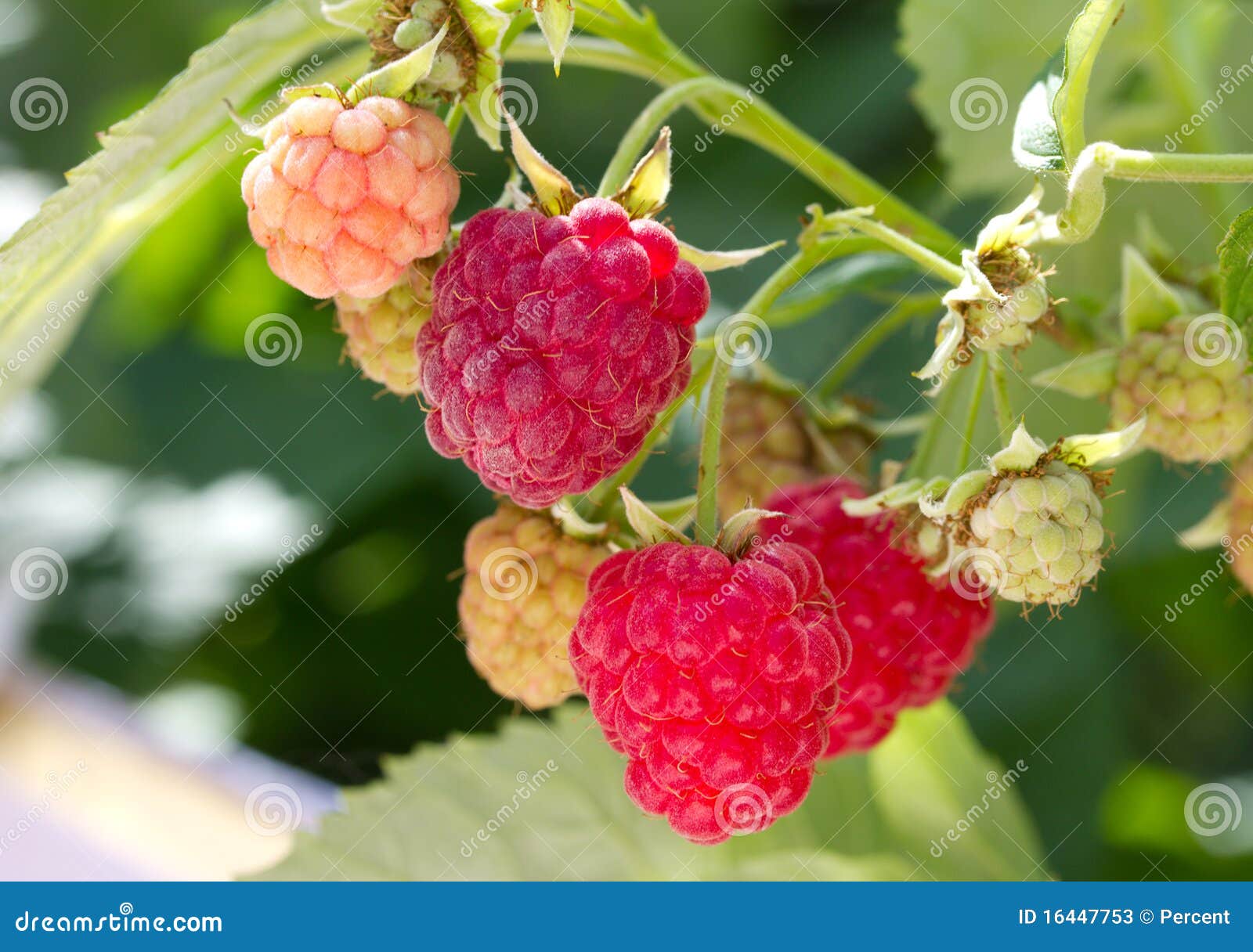 Ripe raspberries branch stock image. Image of season - 16447753