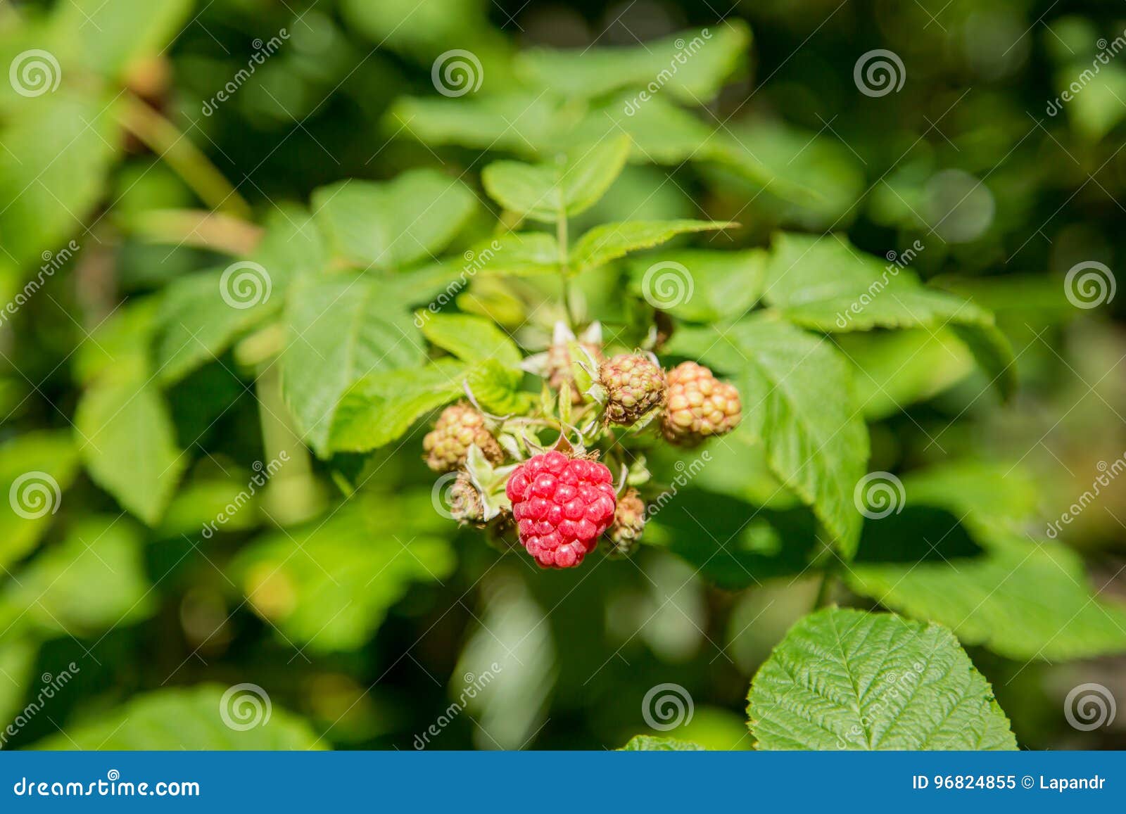 Ripe Raspberries on a Branch. Orchard Stock Image - Image of ...