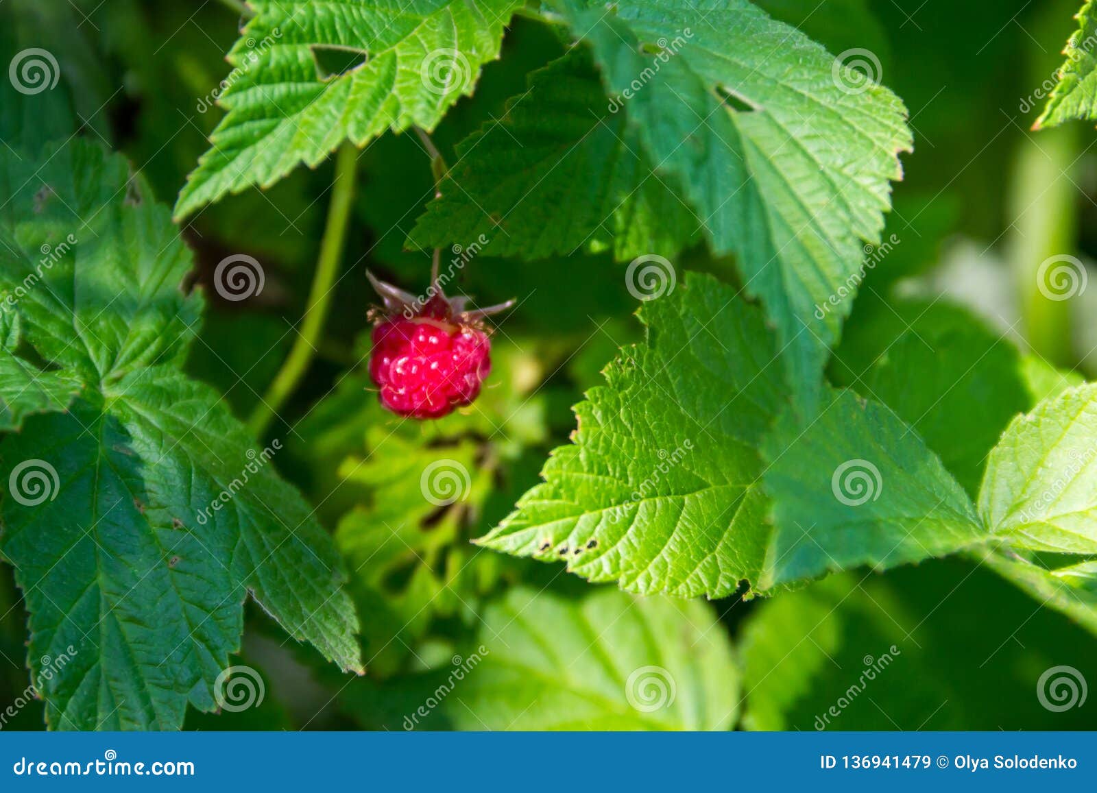 Ripe Raspberries on a Bush in Garden Stock Image - Image of heap, fruit ...