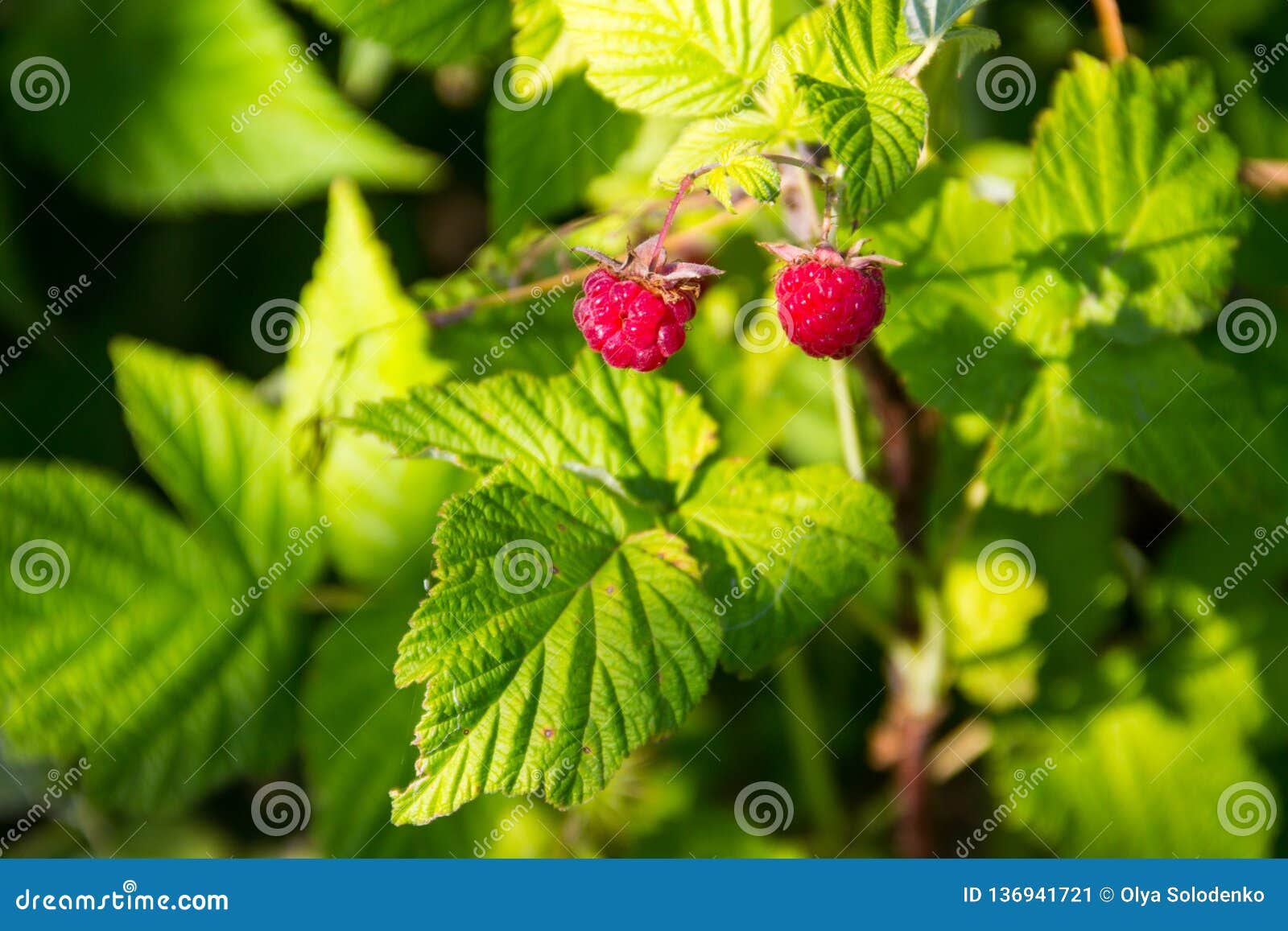 Ripe Raspberries on a Bush in Garden Stock Image - Image of garden ...