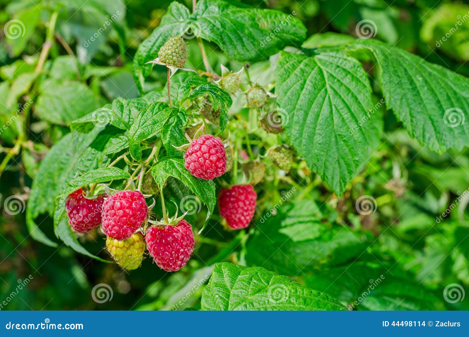 Ripe Raspberries on the Bush Stock Photo - Image of eating, bush: 44498114