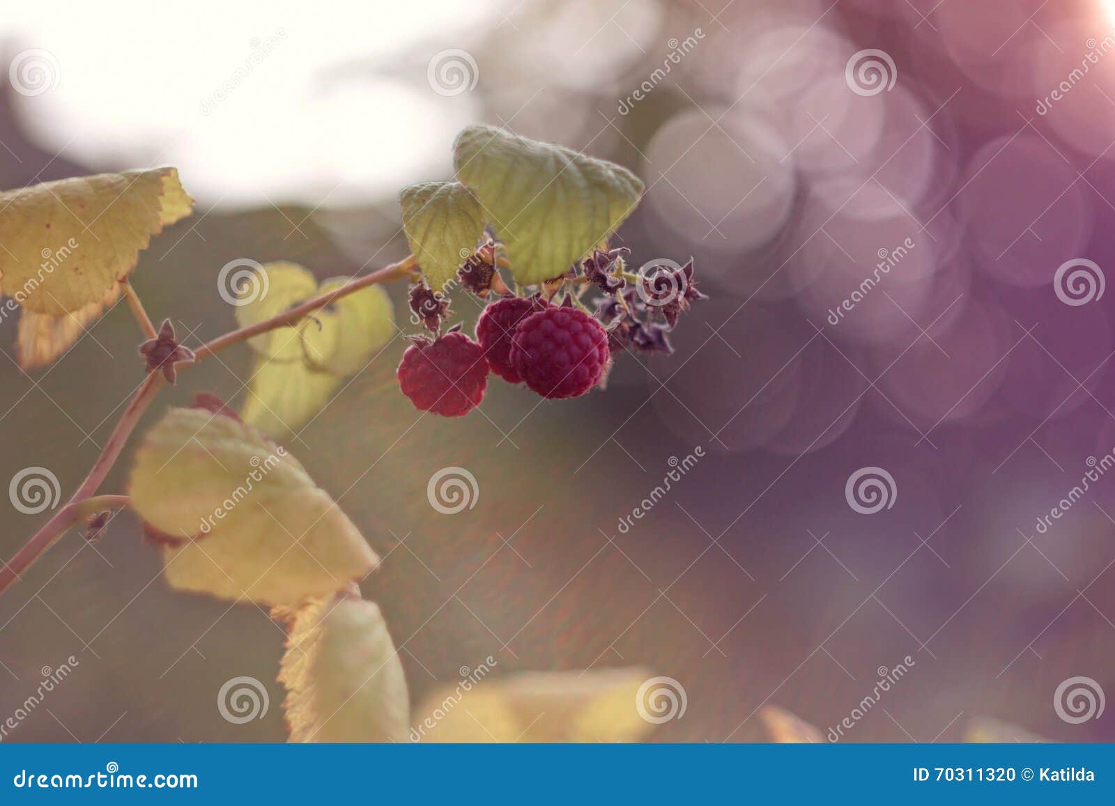 Ripe Raspberries Growing on the Branch Stock Photo - Image of healthy ...