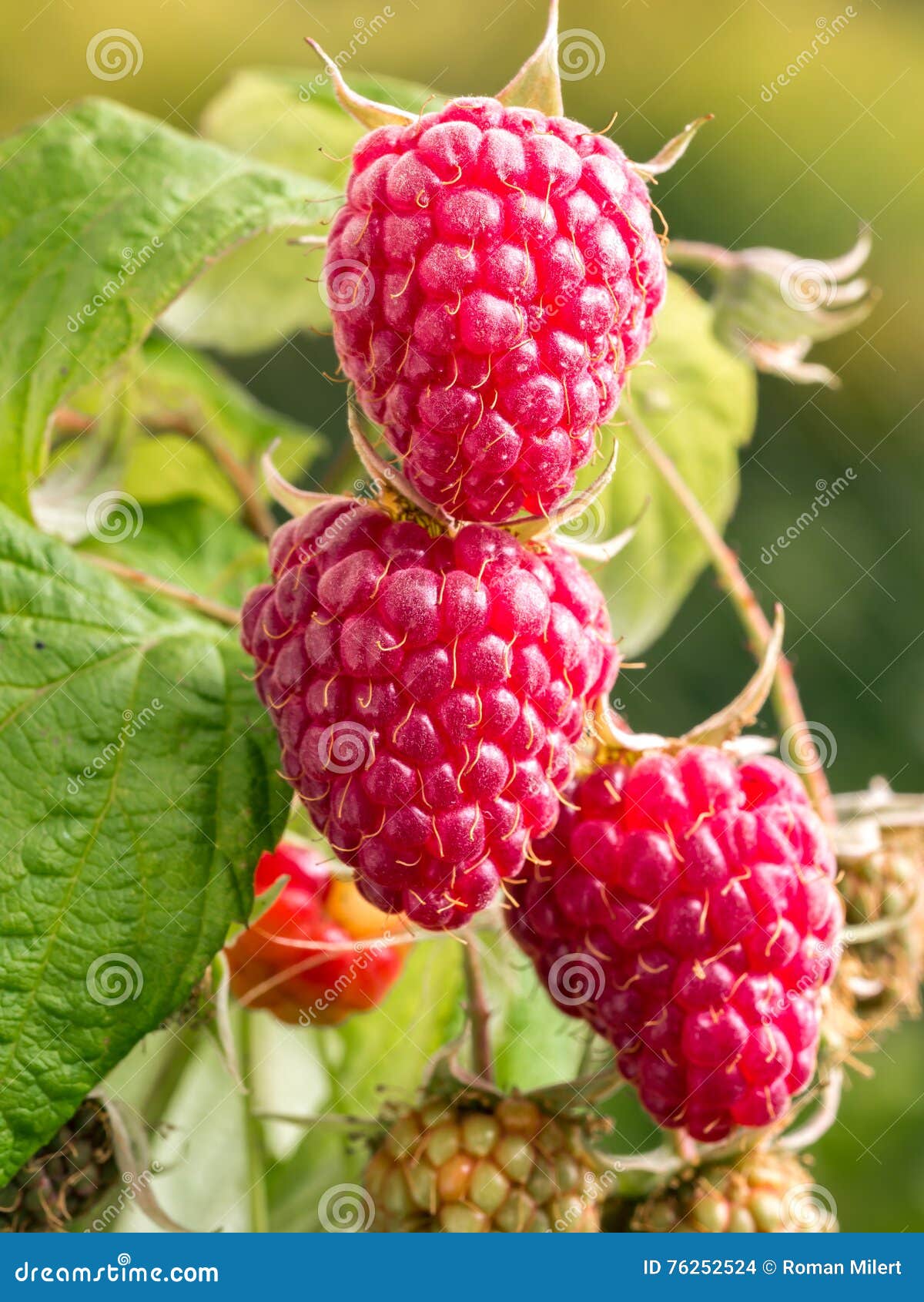 Ripe Raspberries Growing on Shrub Stock Photo - Image of raspberry ...