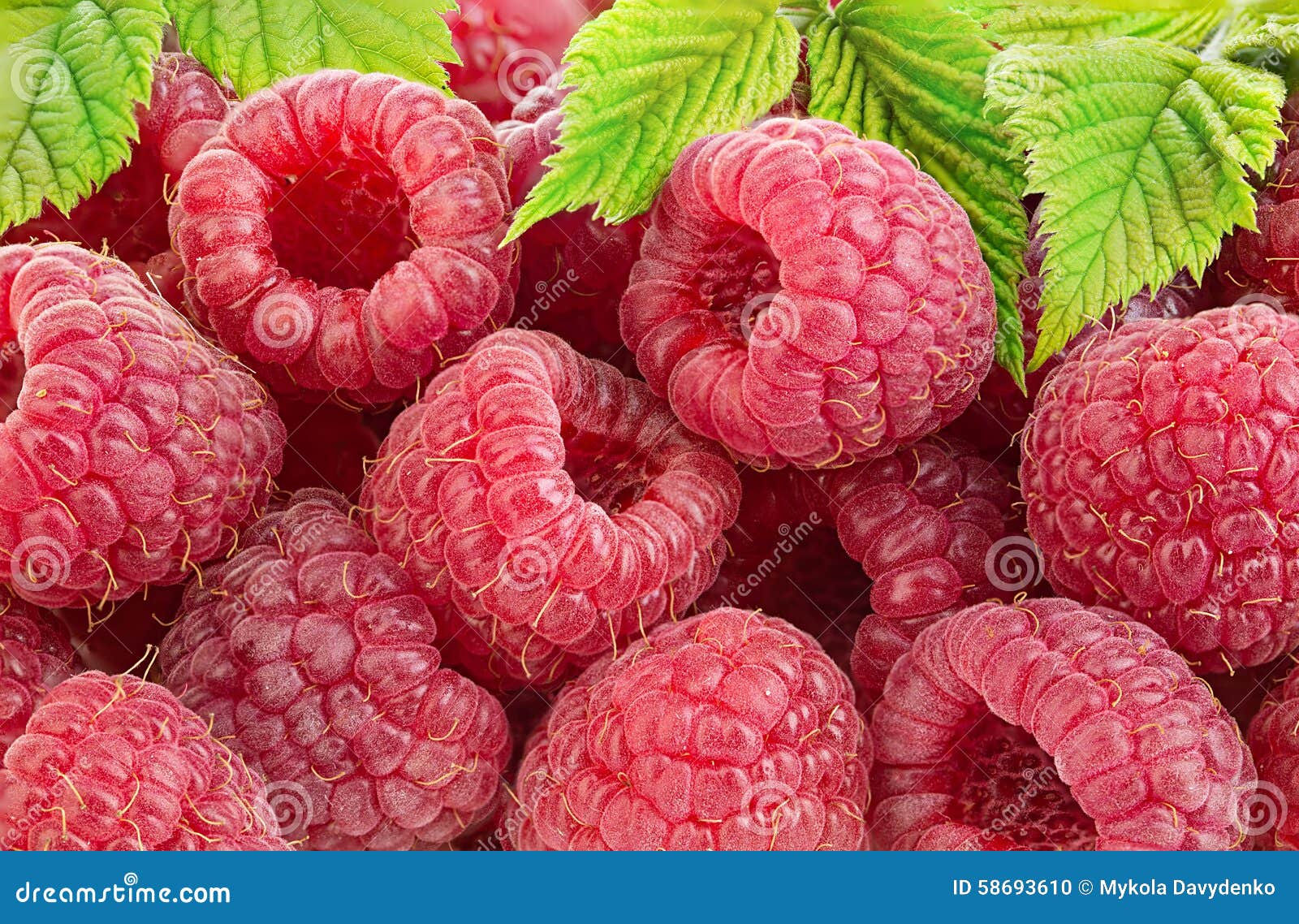 Ripe Raspberries with Leaves Close-up Stock Photo - Image of freshness ...