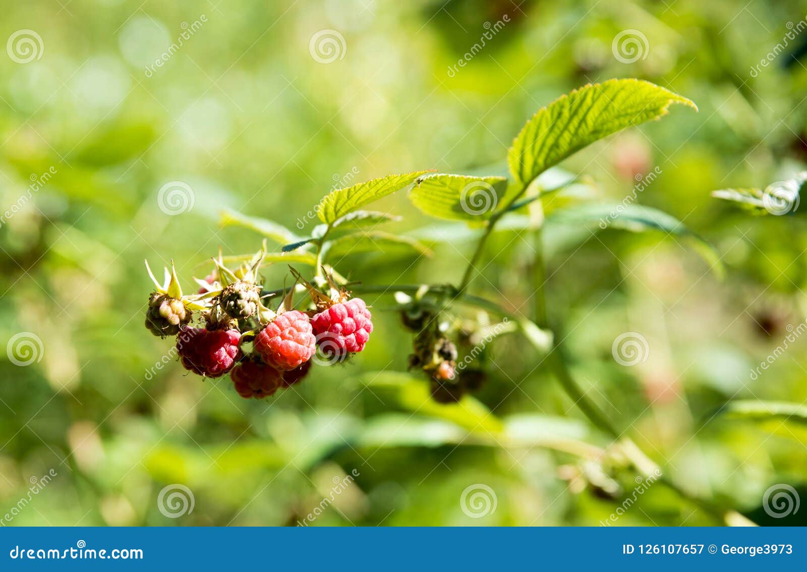 Ripe Raspberries on Raspberry Bushes Stock Image - Image of forest ...