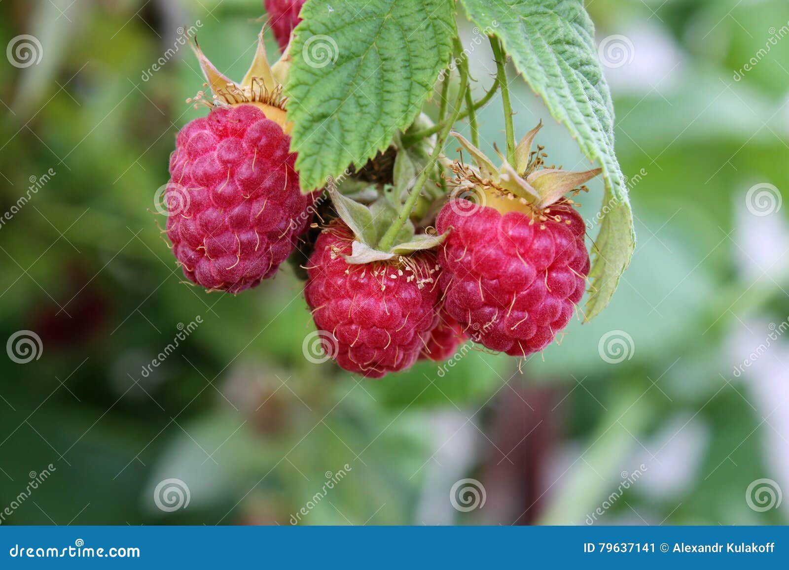 Ripe raspberries stock image. Image of summertime, summer - 79637141