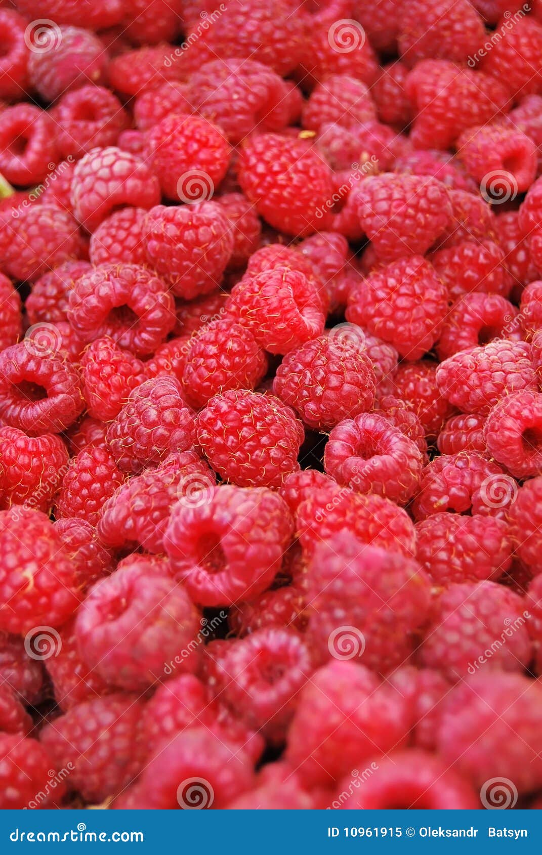 Ripe raspberry stock image. Image of fruit, nutrition - 10961915