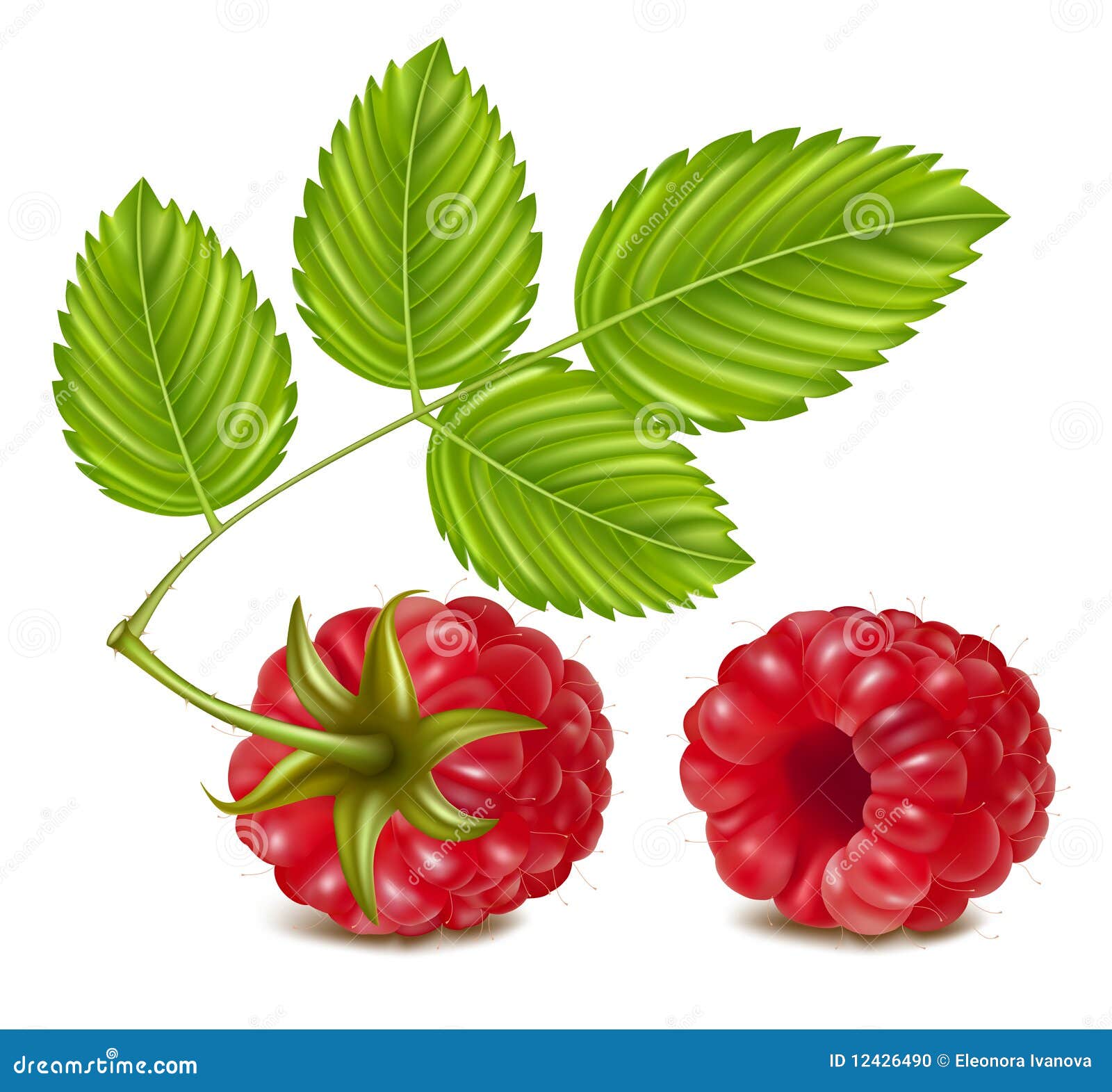 Ripe raspberry. stock vector. Illustration of ripe, raspberry - 12426490