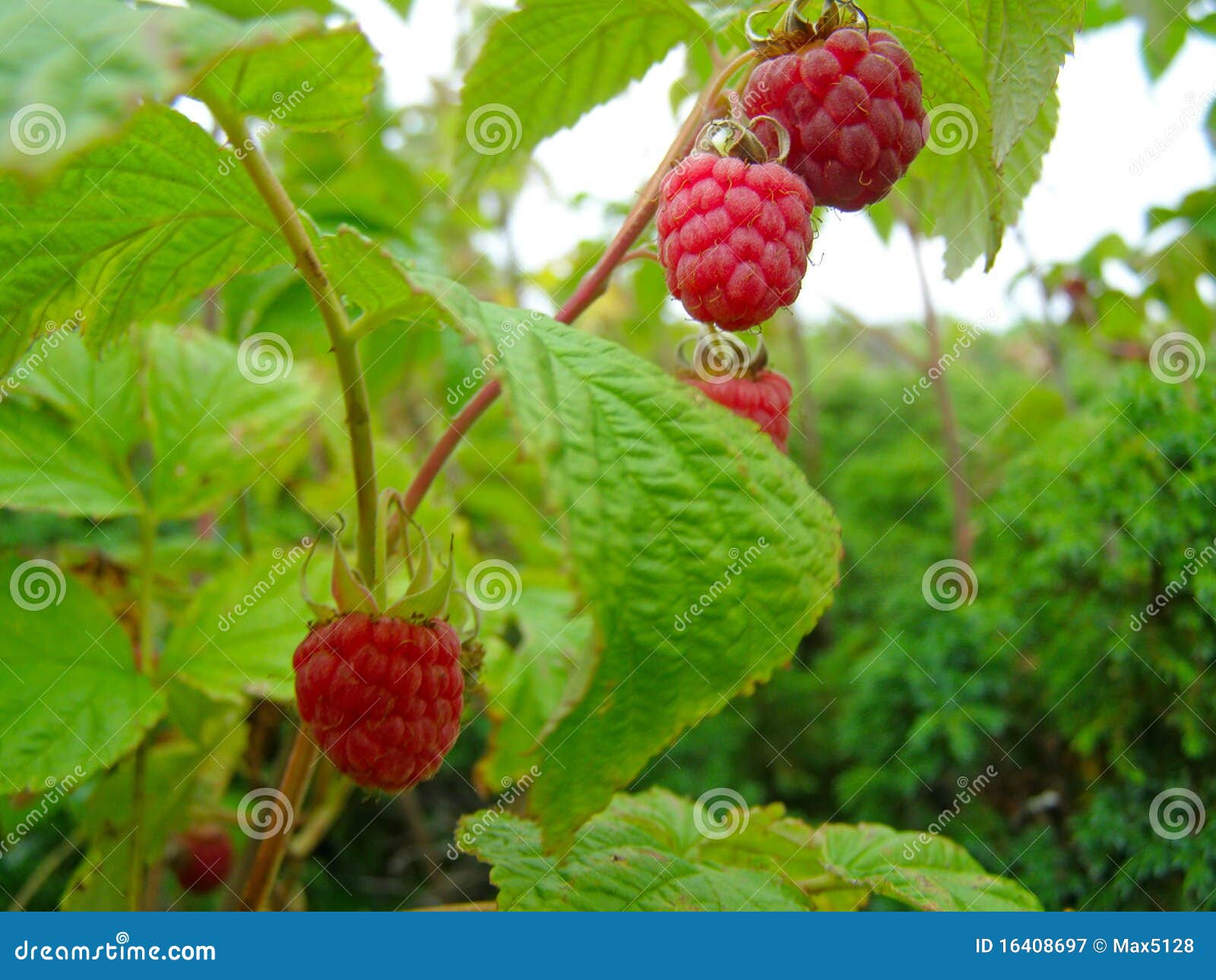Ripe raspberry stock image. Image of autumn, lifestyle - 16408697