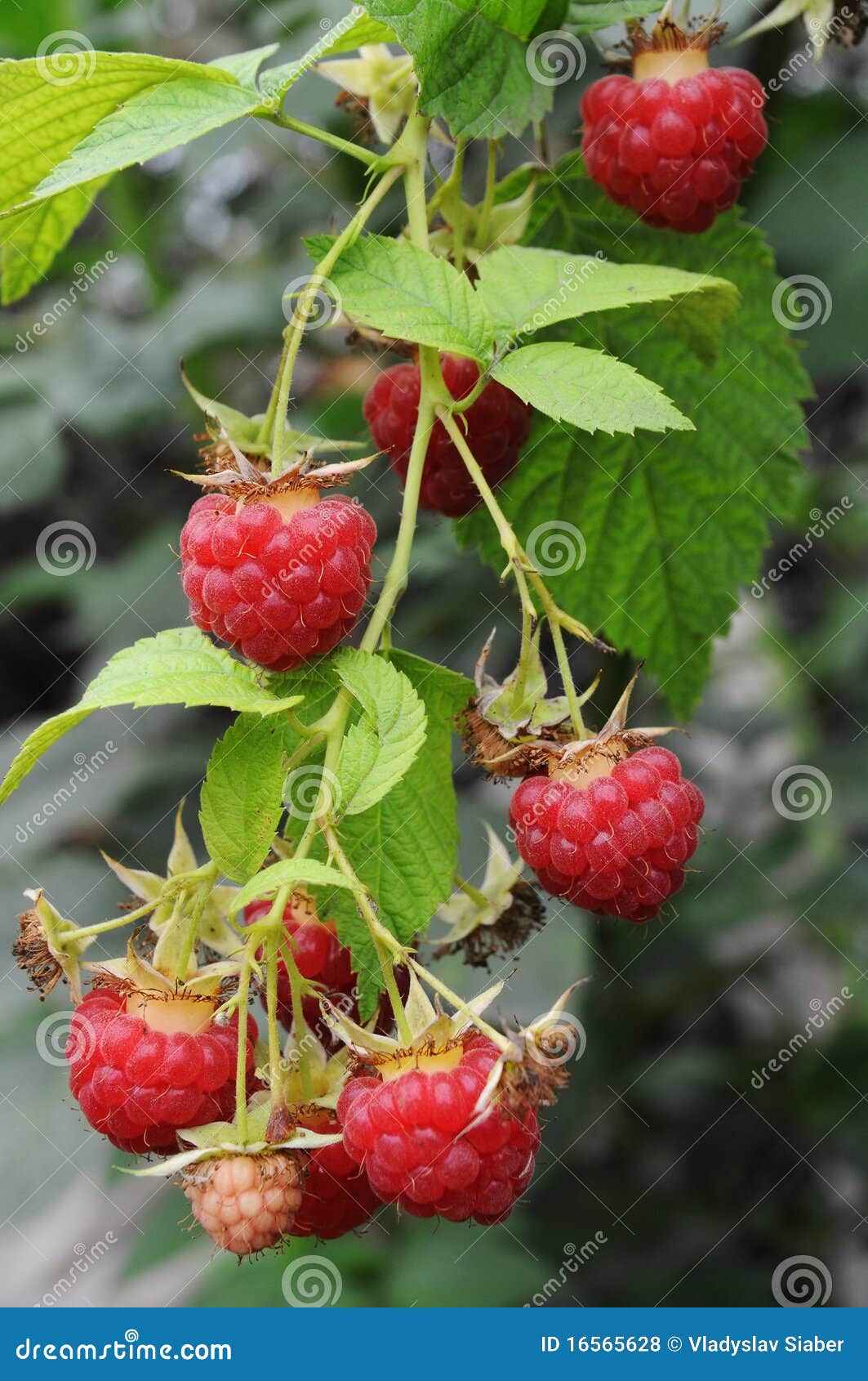Ripe raspberry stock photo. Image of leaves, green, raspberry - 16565628