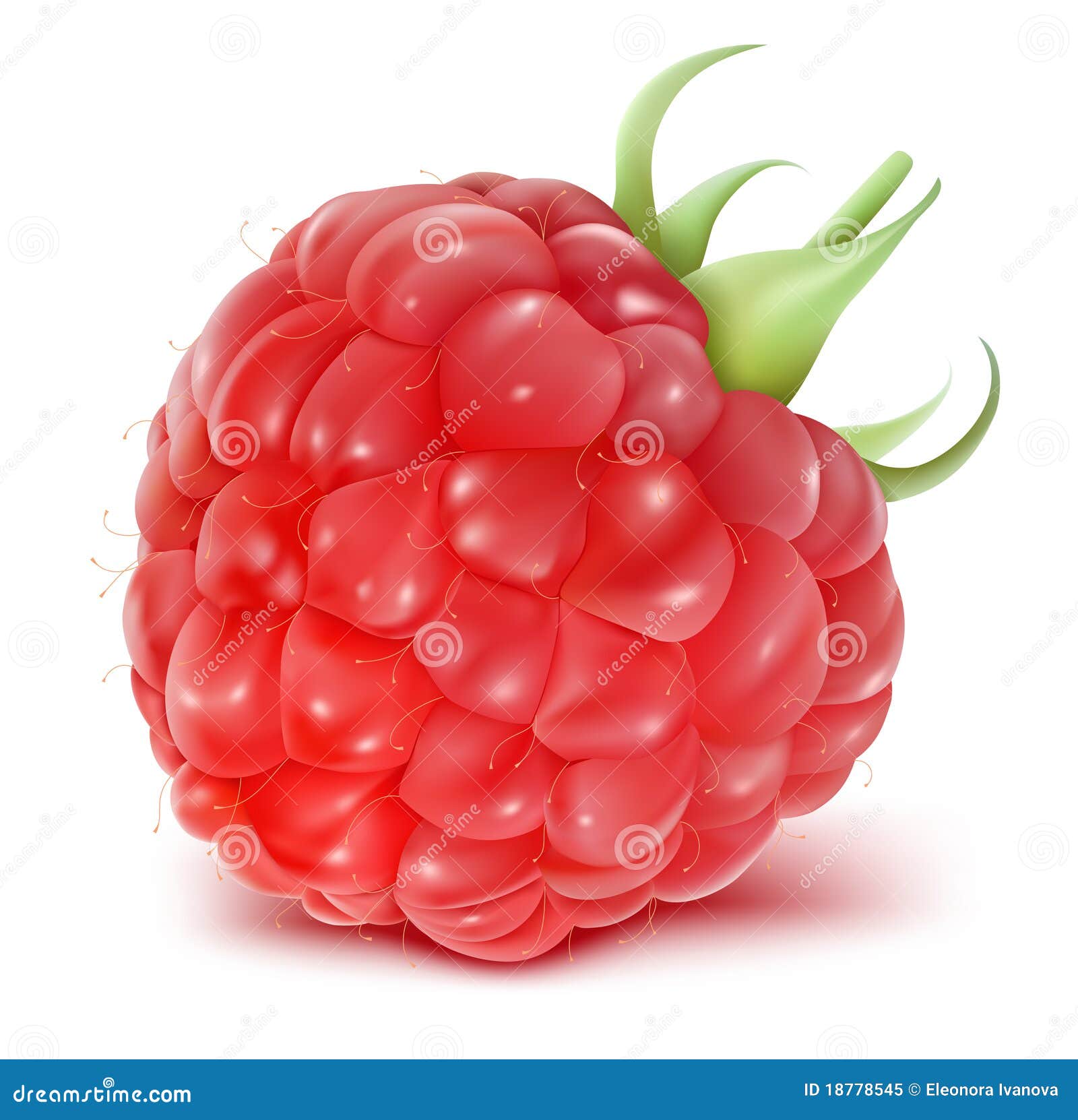 Ripe raspberry stock vector. Illustration of raspberry - 18778545