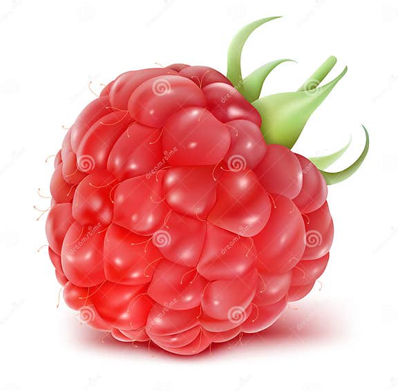 Ripe raspberry stock vector. Illustration of raspberry - 18778545