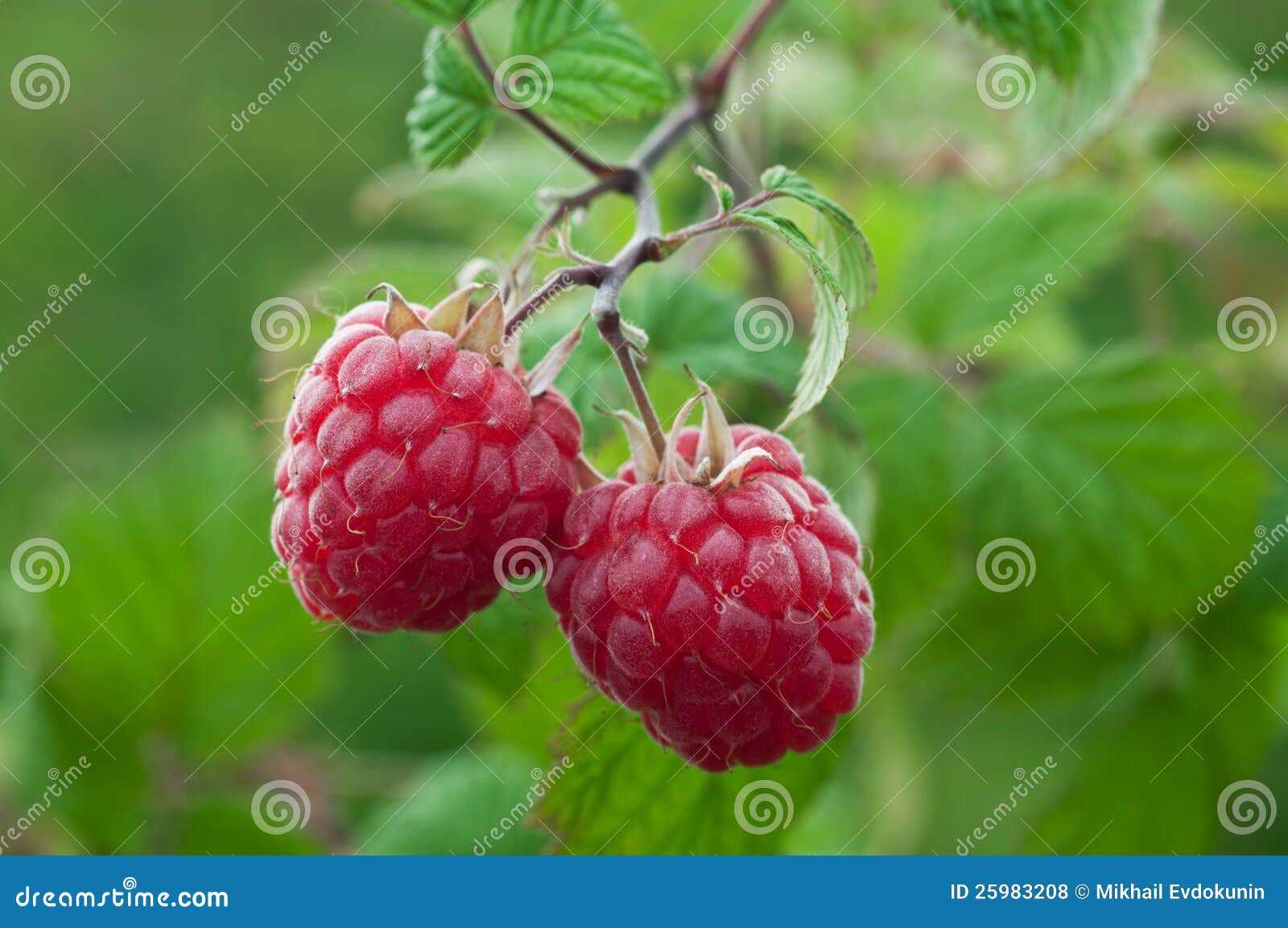 Ripe raspberry 2 stock photo. Image of berry, delicious - 25983208