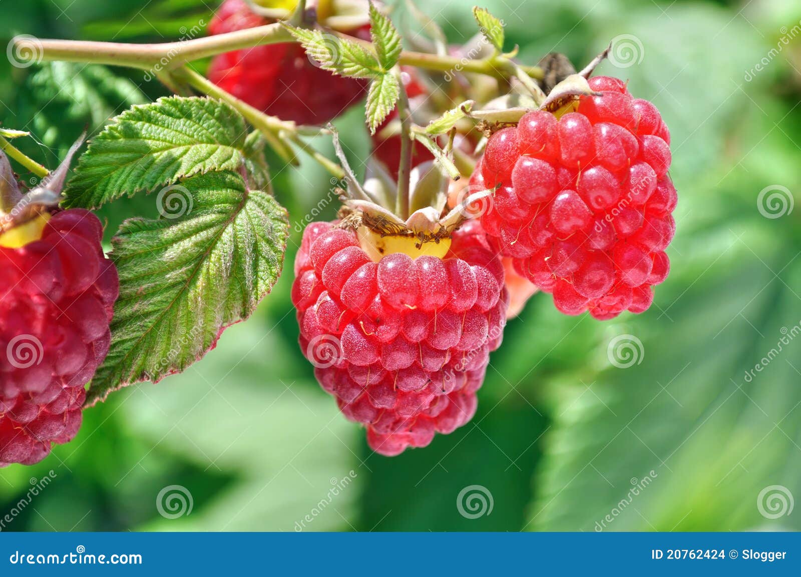 Ripe raspberry stock photo. Image of ripe, nature, food - 20762424