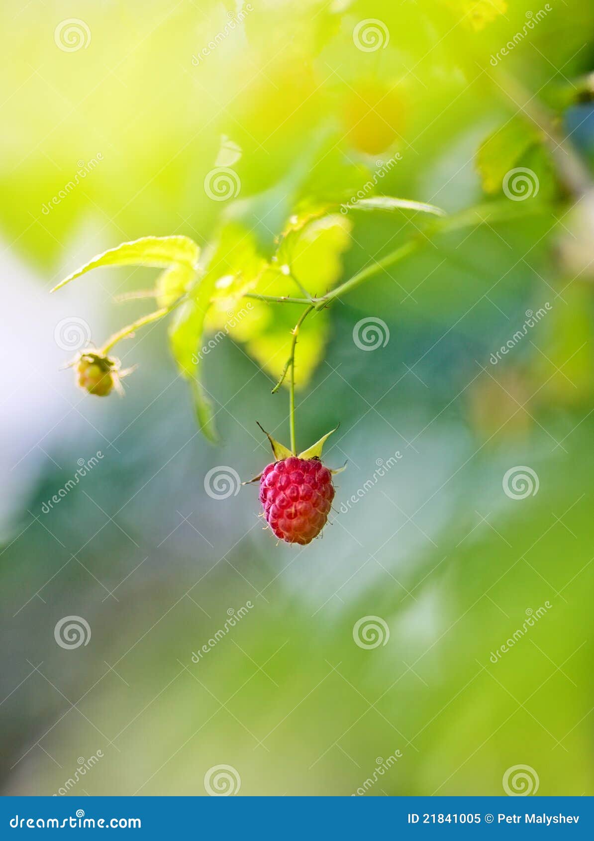 Ripe Raspberry stock image. Image of bitter, fresh, meal - 21841005