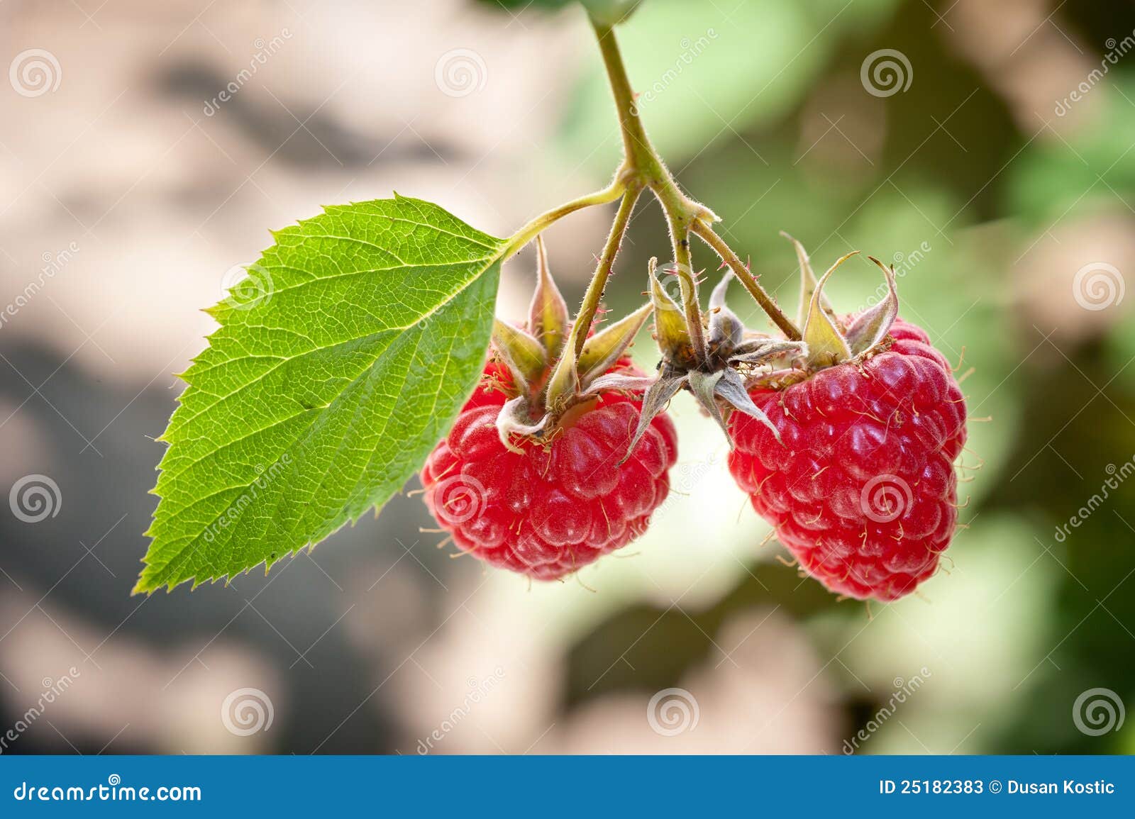 Ripe raspberry stock image. Image of organic, macro, berry - 25182383