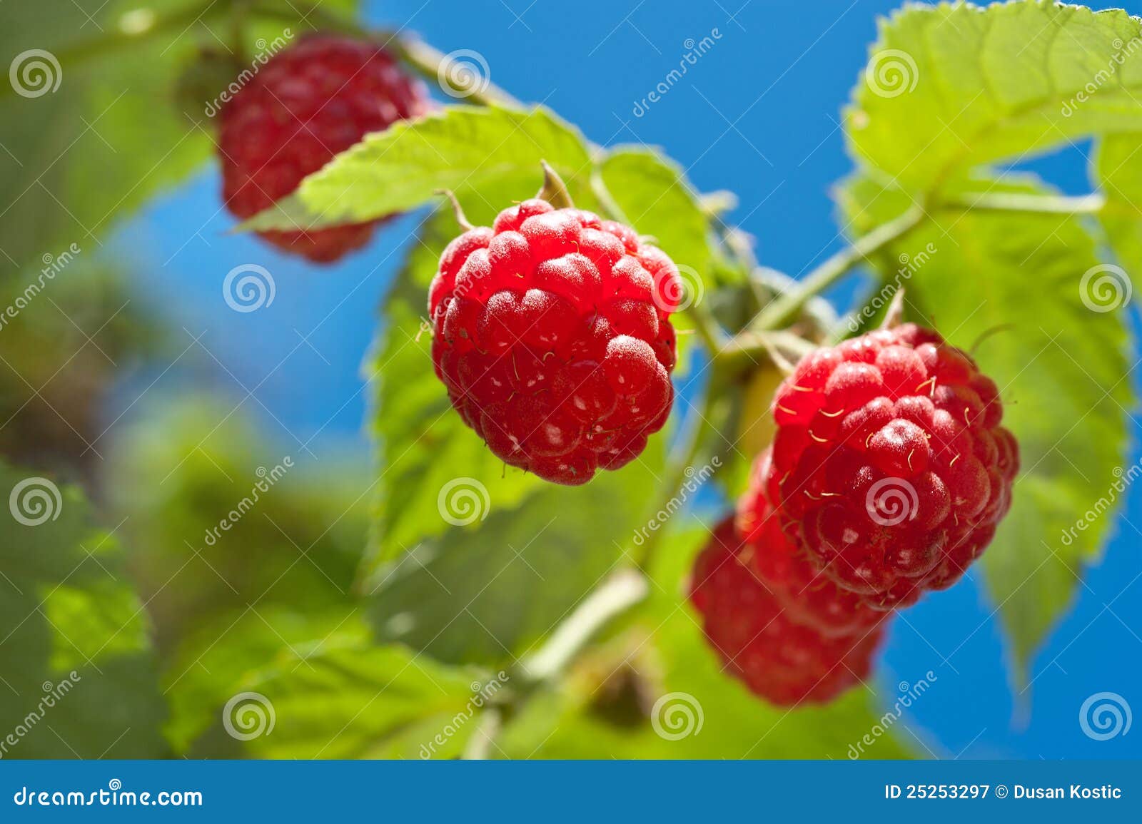 Ripe raspberry stock image. Image of ornamental, organic - 25253297