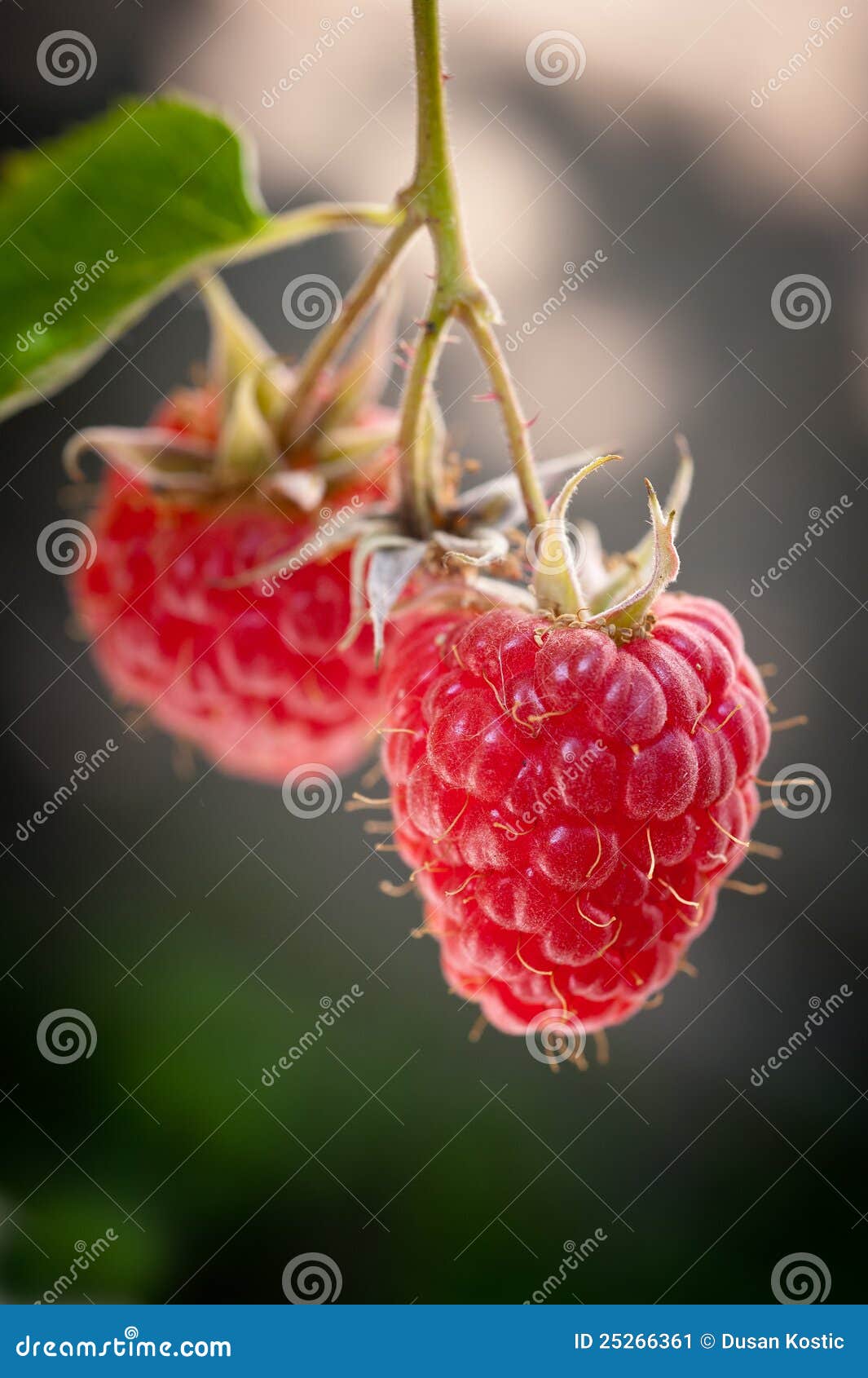 Ripe raspberry stock image. Image of close, green, organic - 25266361