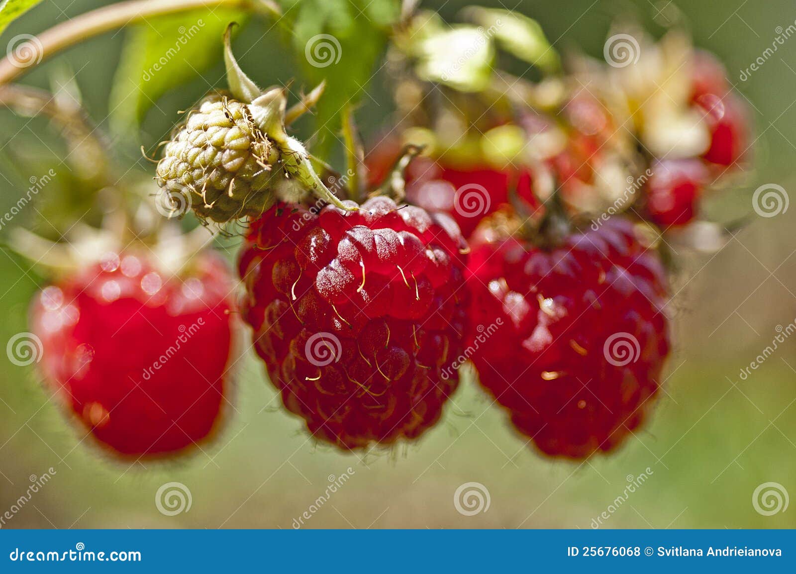 Ripe raspberry stock photo. Image of summer, aroma, harvest - 25676068