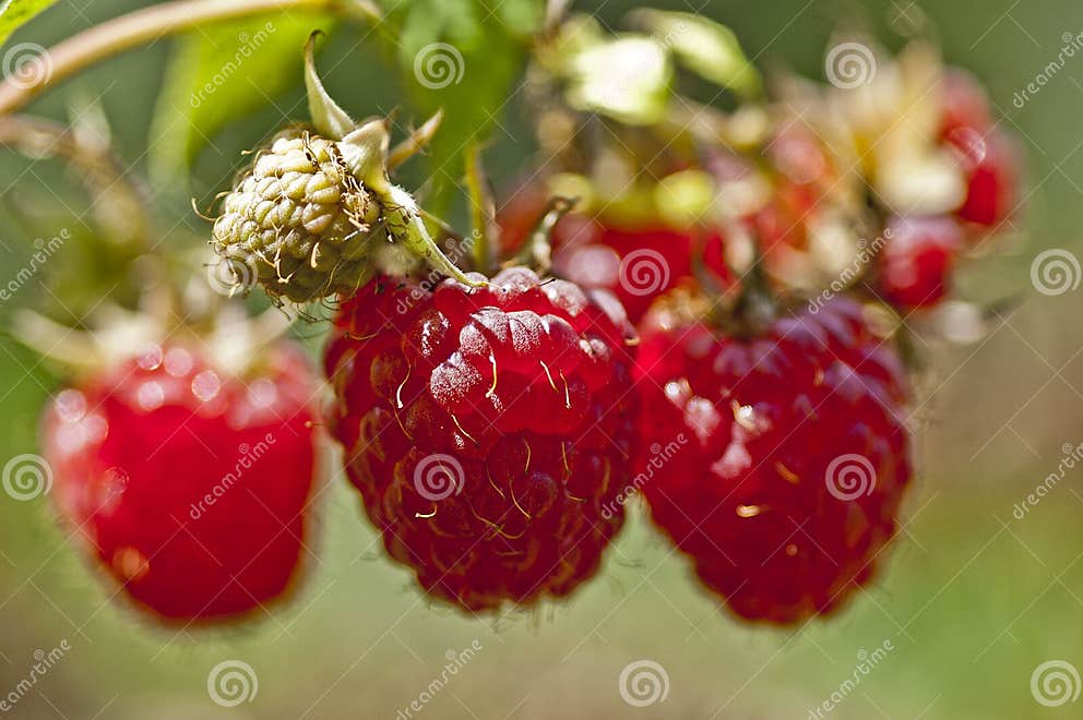 Ripe raspberry stock photo. Image of summer, aroma, harvest - 25676068