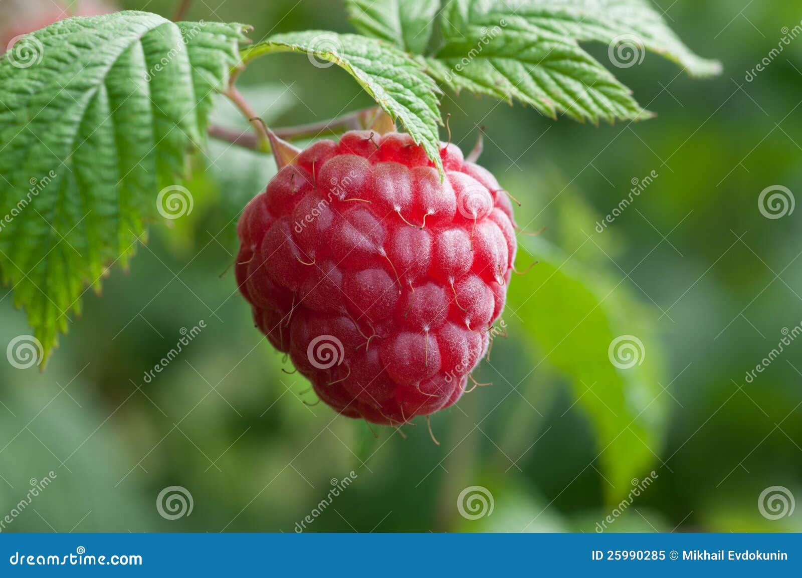 Ripe raspberry 3 stock image. Image of green, raspberry - 25990285