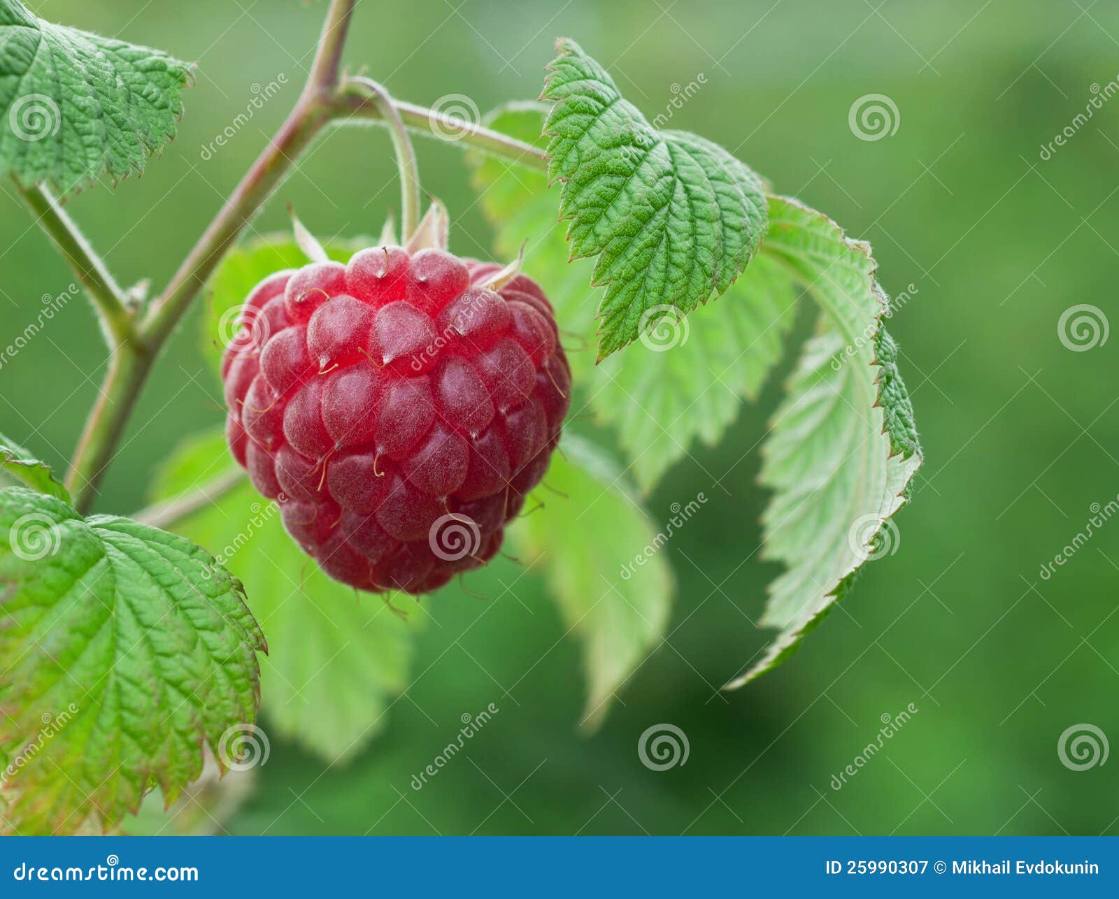 Ripe raspberry 4b stock image. Image of juicy, ripe, vitamin - 25990307