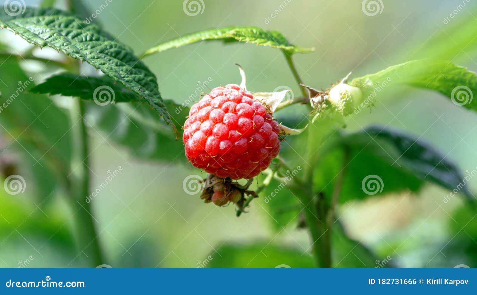 Ripe Raspberry Berry Hanging on a Branch Stock Photo - Image of food ...