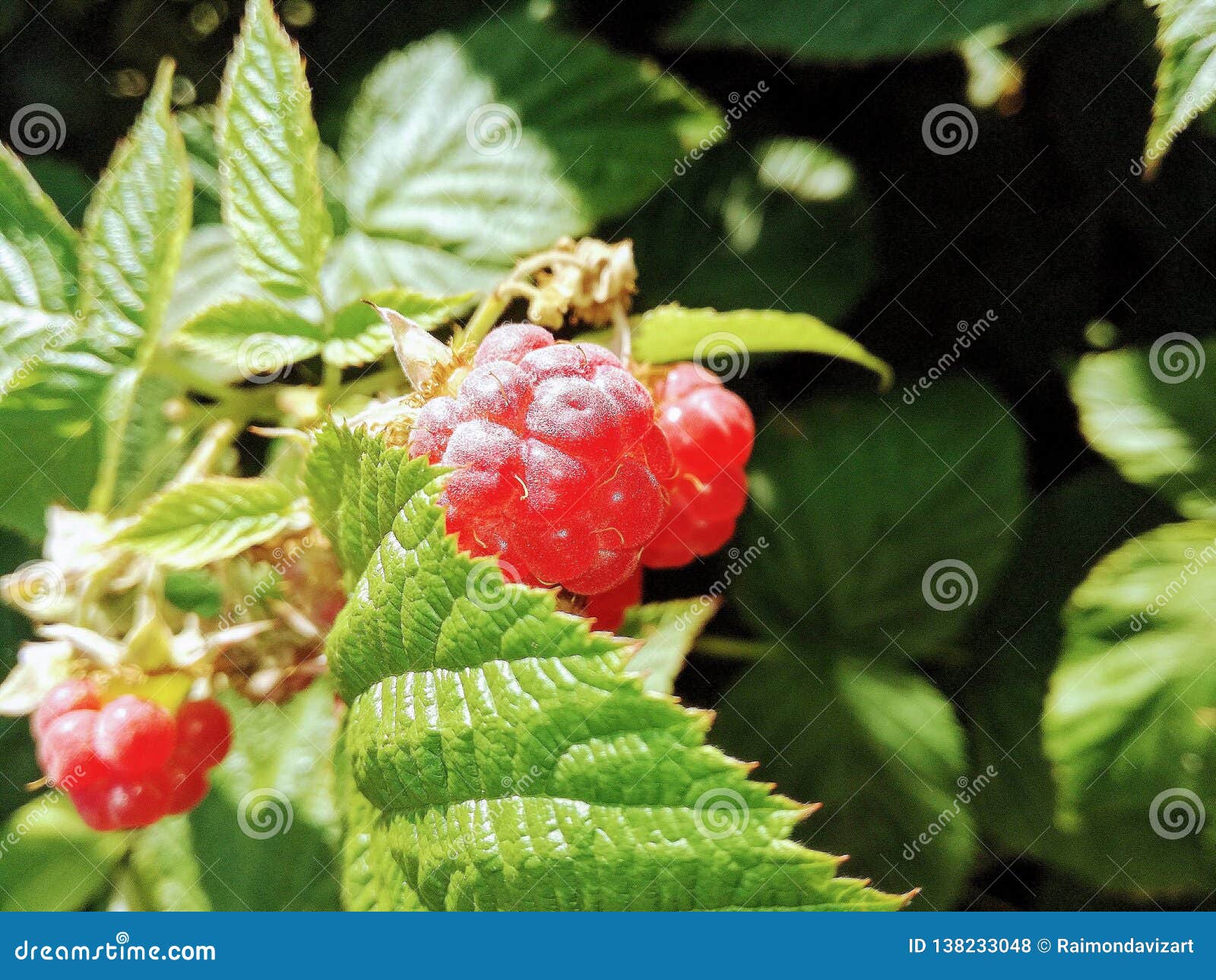 Ripe raspberry berry stock photo. Image of fruits, green - 138233048