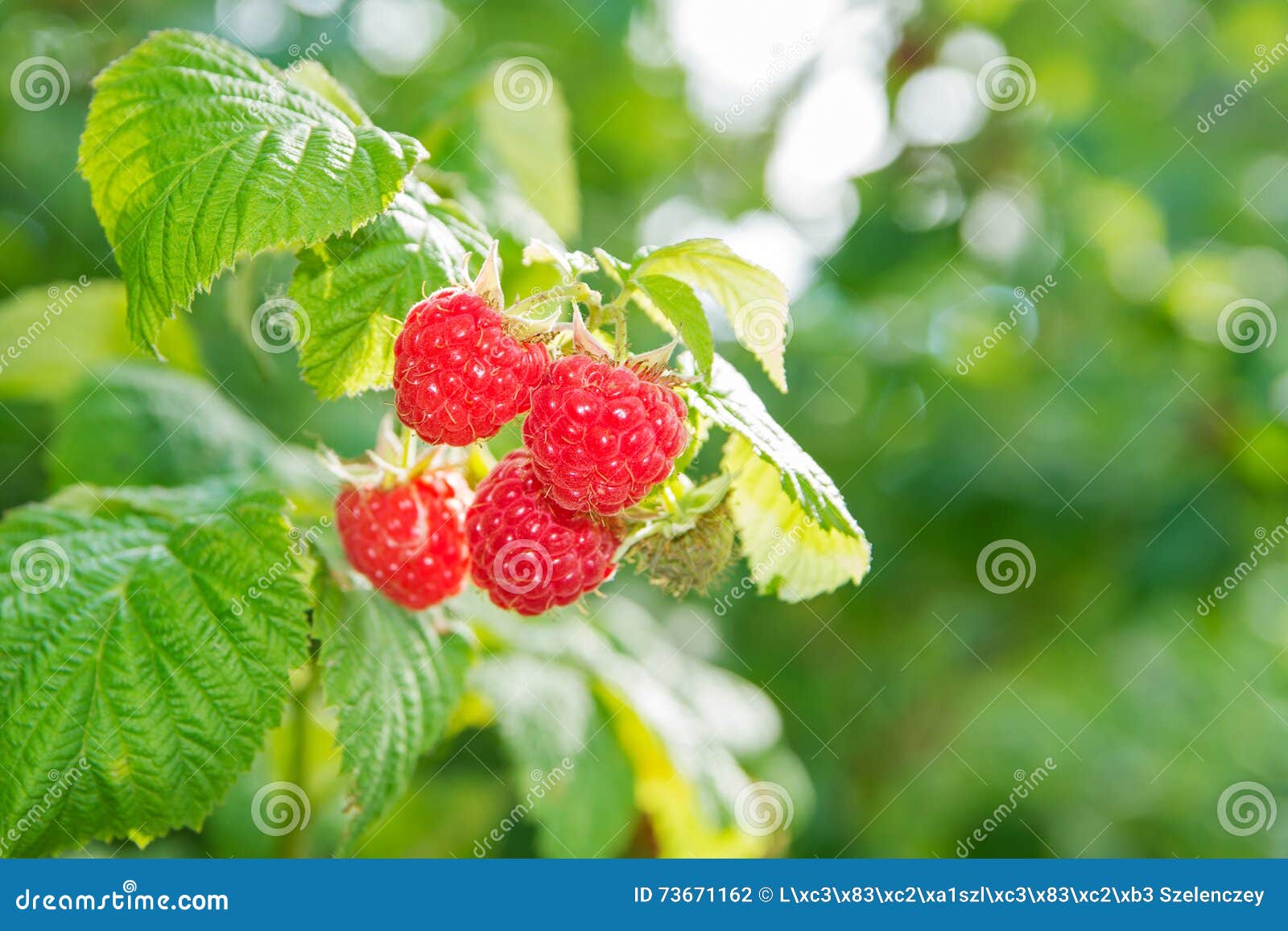 Ripe raspberry on branch stock photo. Image of sweet - 73671162