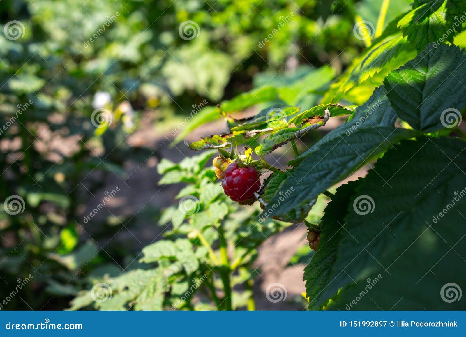 A Ripe Raspberry on a Branch in Garden Stock Image - Image of juicy ...