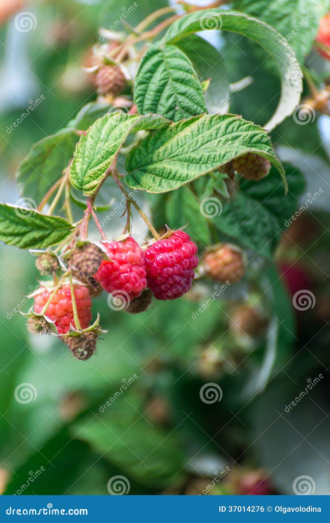 Ripe raspberry on branch stock photo. Image of berry - 37014276