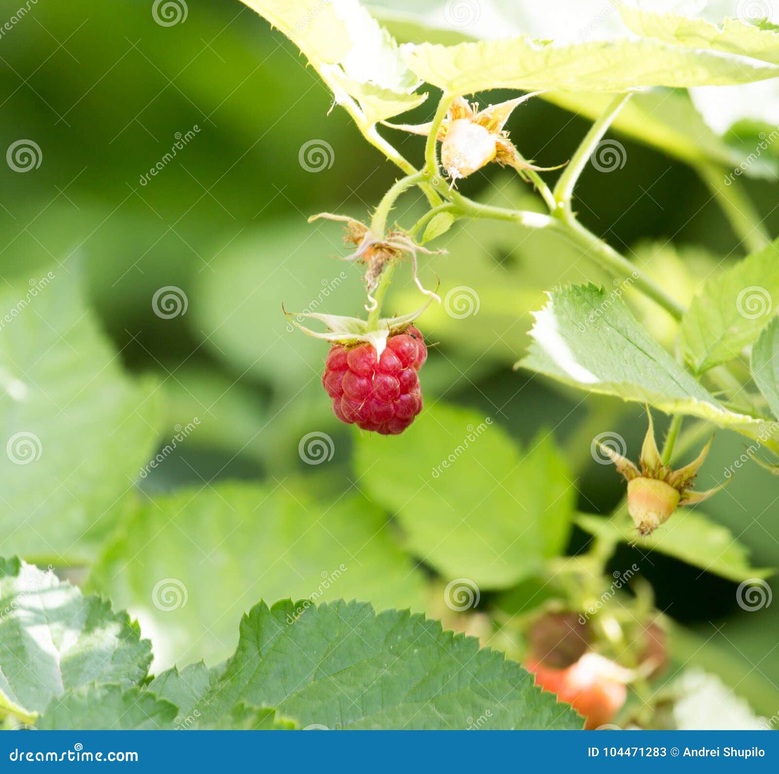Ripe Raspberry on Bush on Nature Stock Image - Image of fresh, ripe ...
