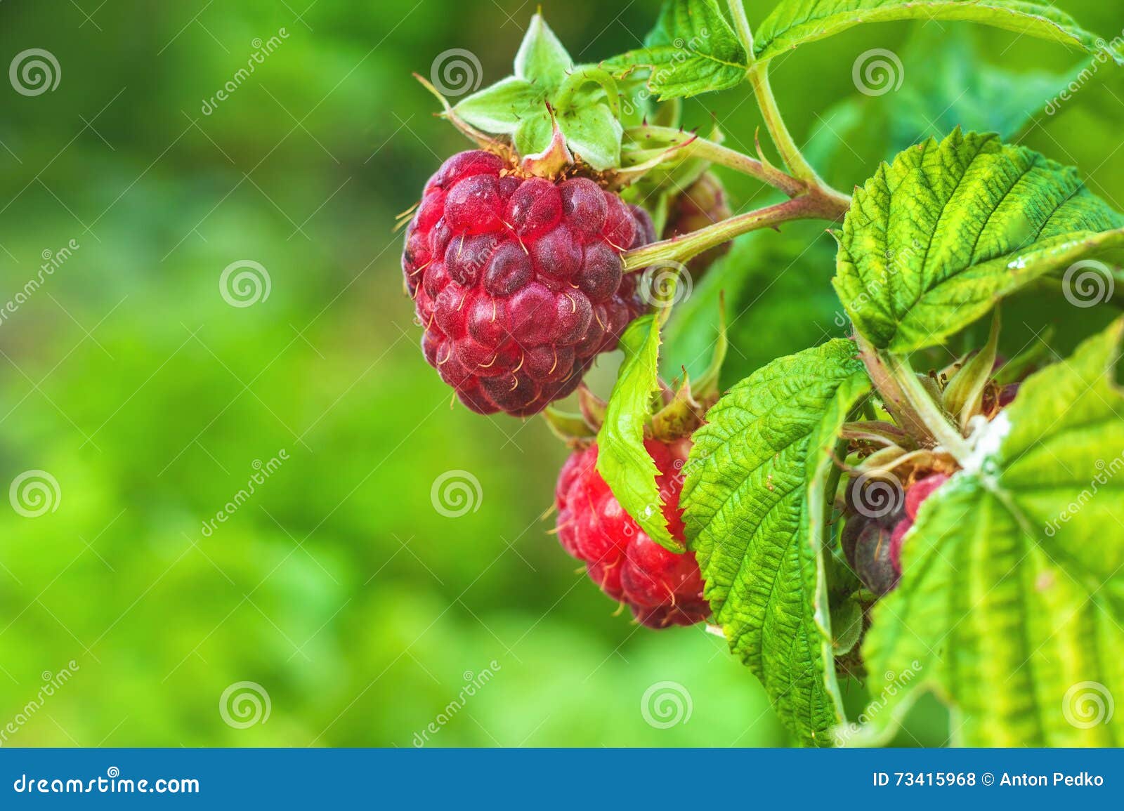 Ripe raspberry bushes. stock photo. Image of macro, dieting - 73415968