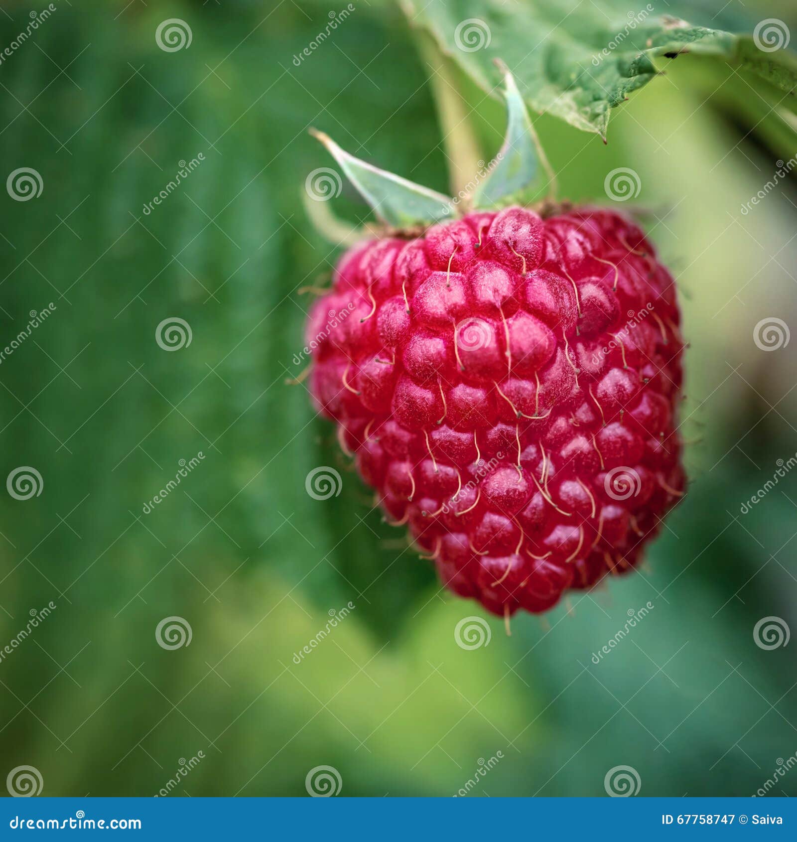 Ripe raspberry stock image. Image of green, berry, macro - 67758747