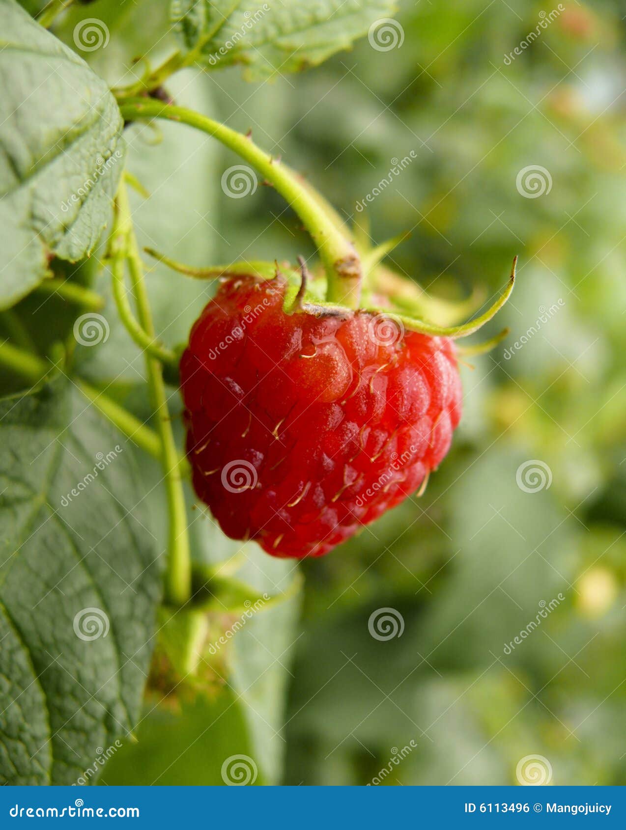 Ripe raspberry fruit stock photo. Image of berry, delicious - 6113496