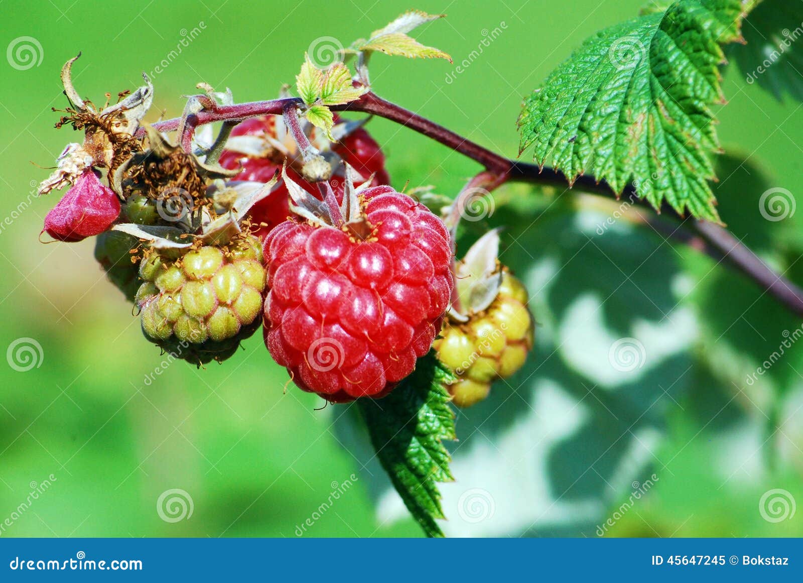 Ripe Raspberry in the Fruit Garden Stock Image - Image of leave ...