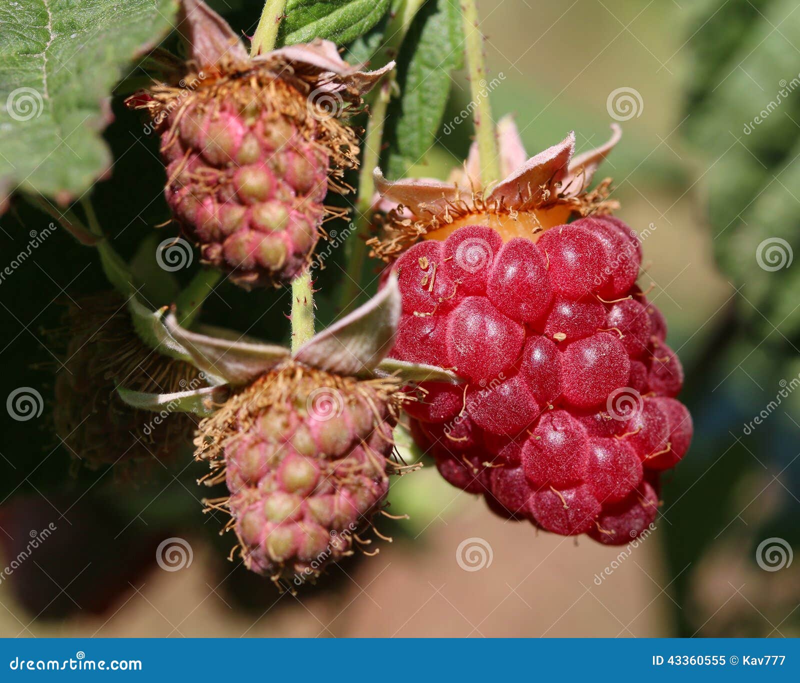 Ripe Raspberry in the Fruit Garden Stock Image - Image of harvest ...