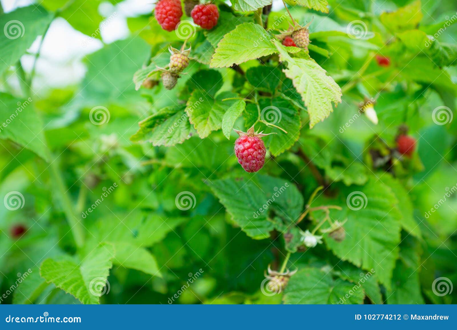 Ripe Raspberry in the Garden Stock Photo - Image of ripe, branch: 102774212