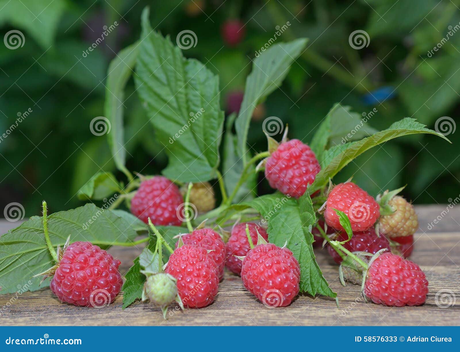 Ripe raspberry stock image. Image of plant, food, harvest - 58576333