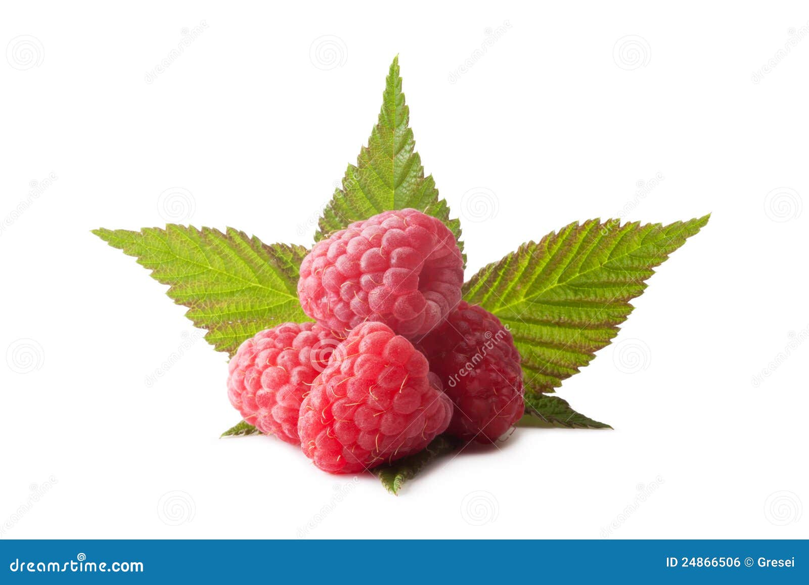 Ripe Raspberry with Green Leaf Stock Photo - Image of close, sweet ...