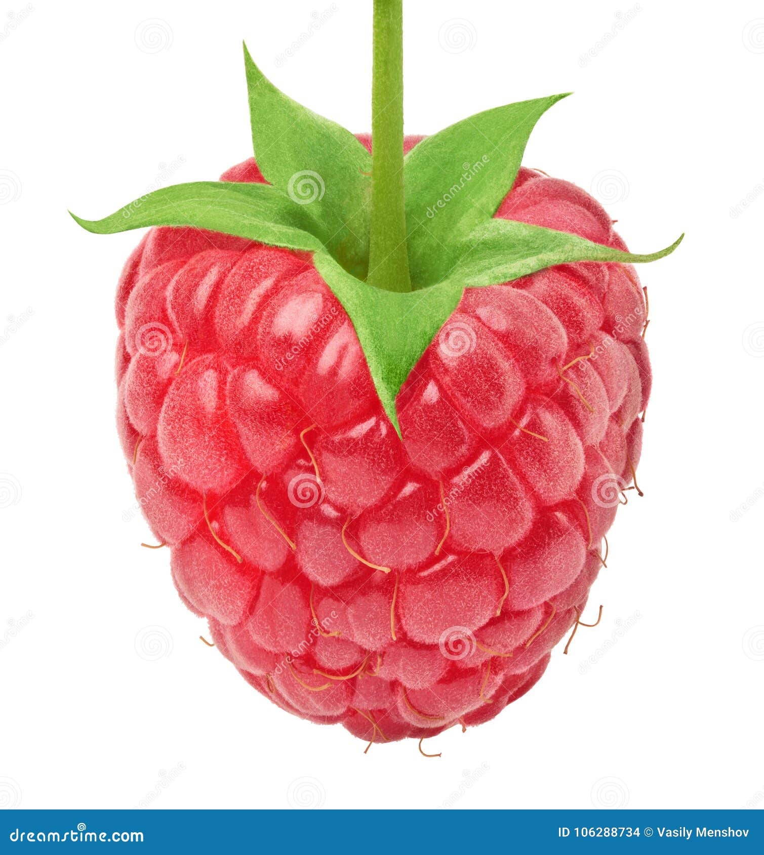 Ripe raspberry isolated stock photo. Image of ripe, green - 106288734