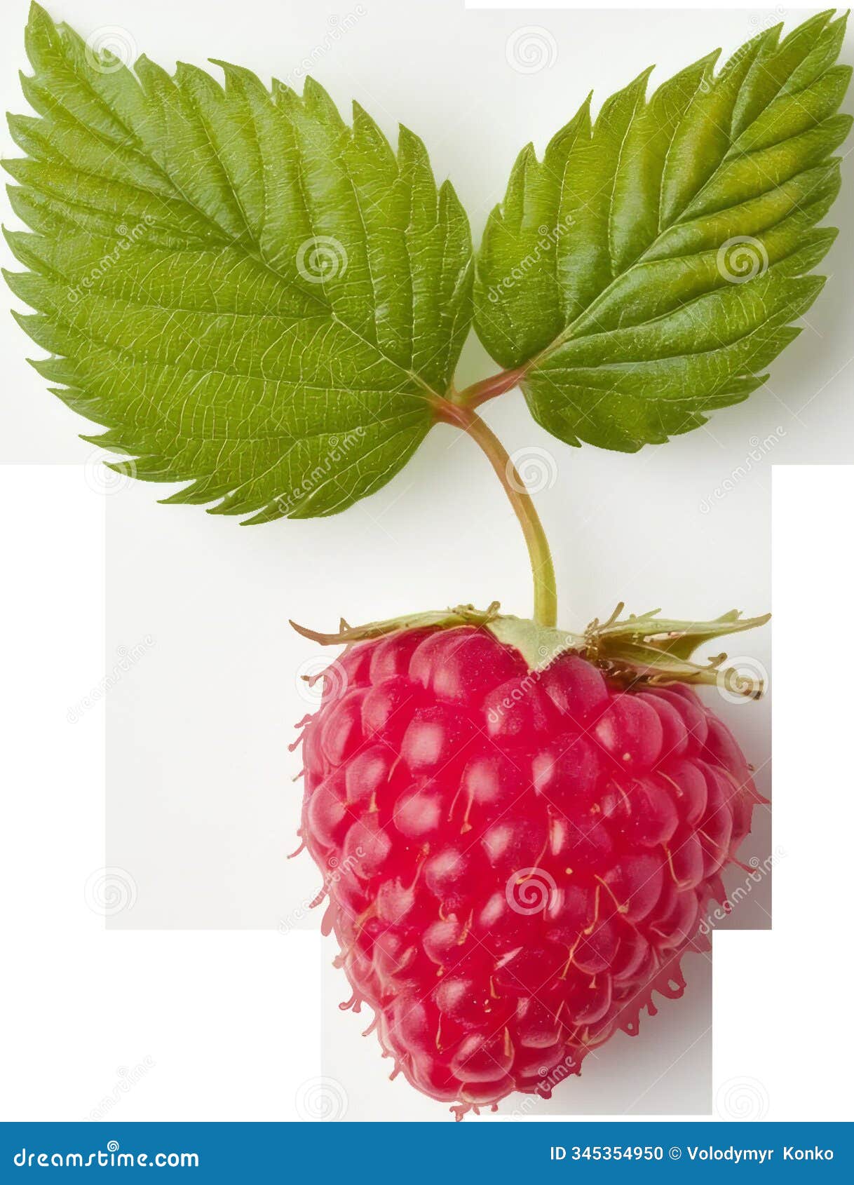 Ripe Raspberry with Green Leaves on Transparent Background Stock Photo ...